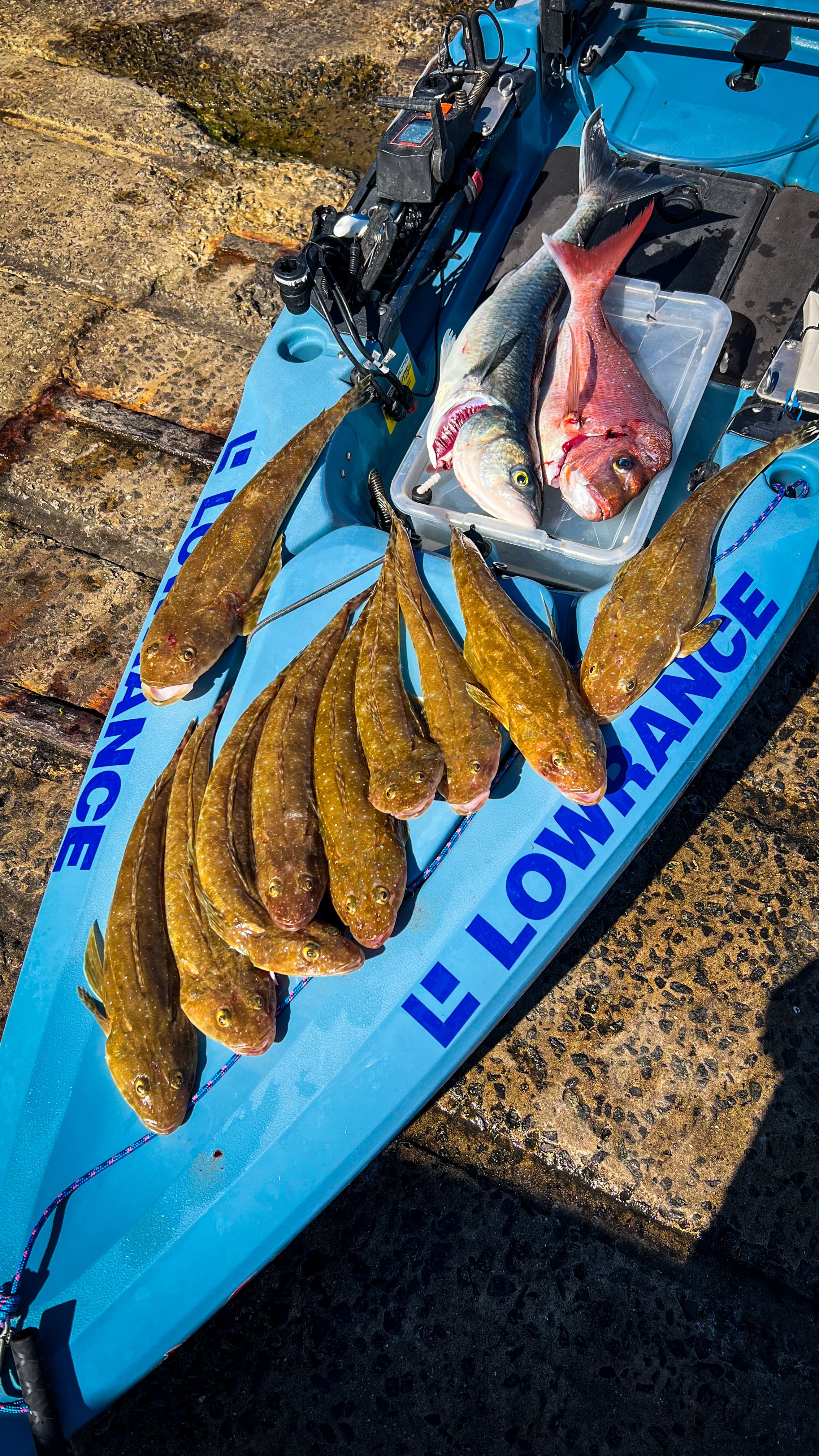 Bluespotted Flathead - Saltwater Fishing Reports - DECKEE Community