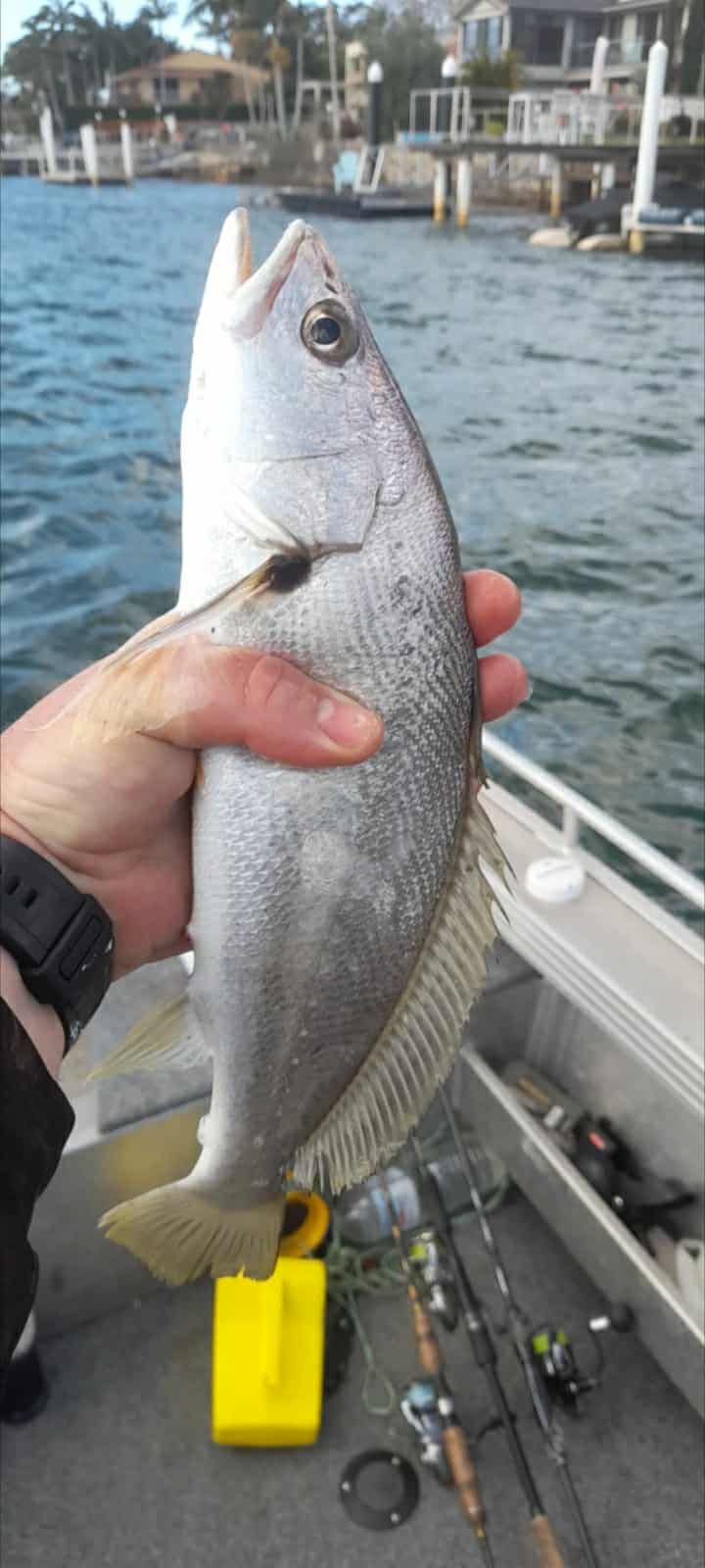 Catching my nemesis - Saltwater Fishing Reports - DECKEE Community