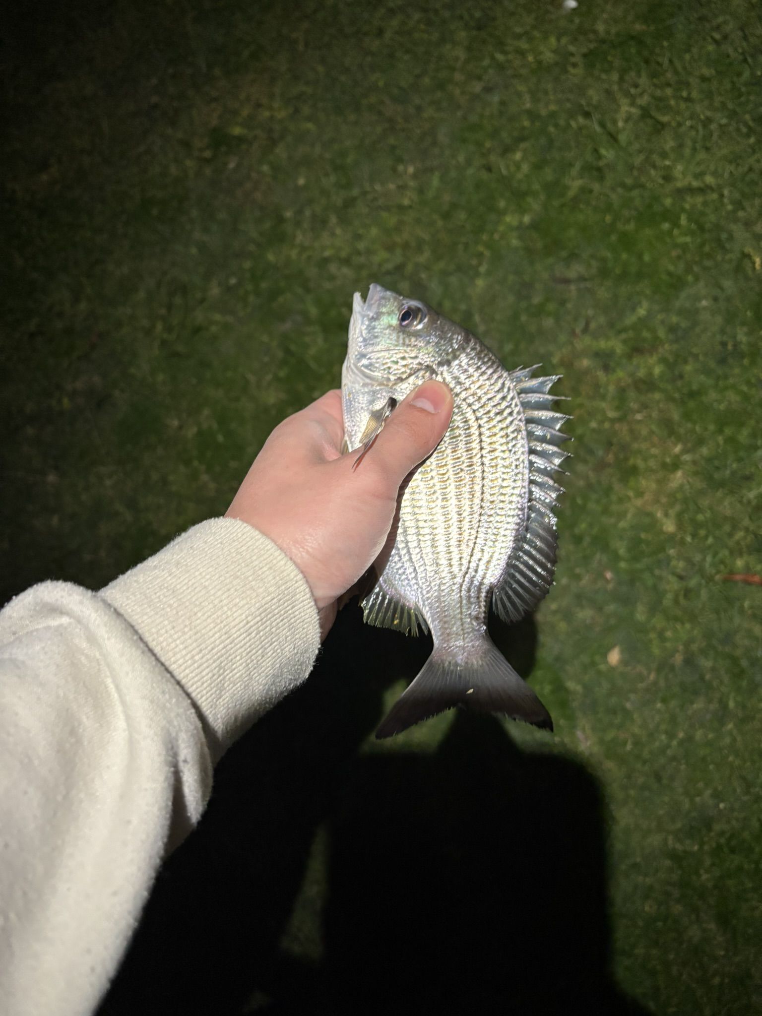 The fish are so back boys - Saltwater Fishing Reports - DECKEE Community