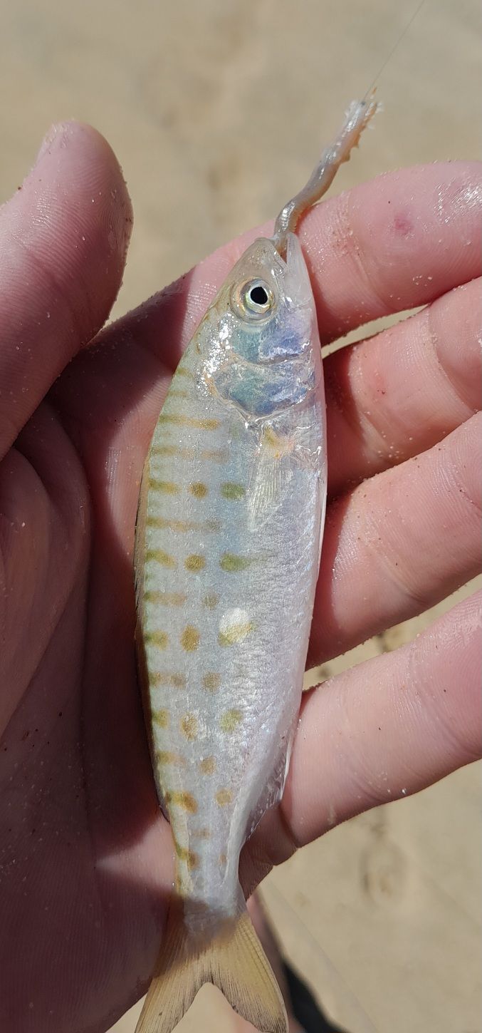 Surf fishing 12/10/25 - Saltwater Fishing Reports - DECKEE Community