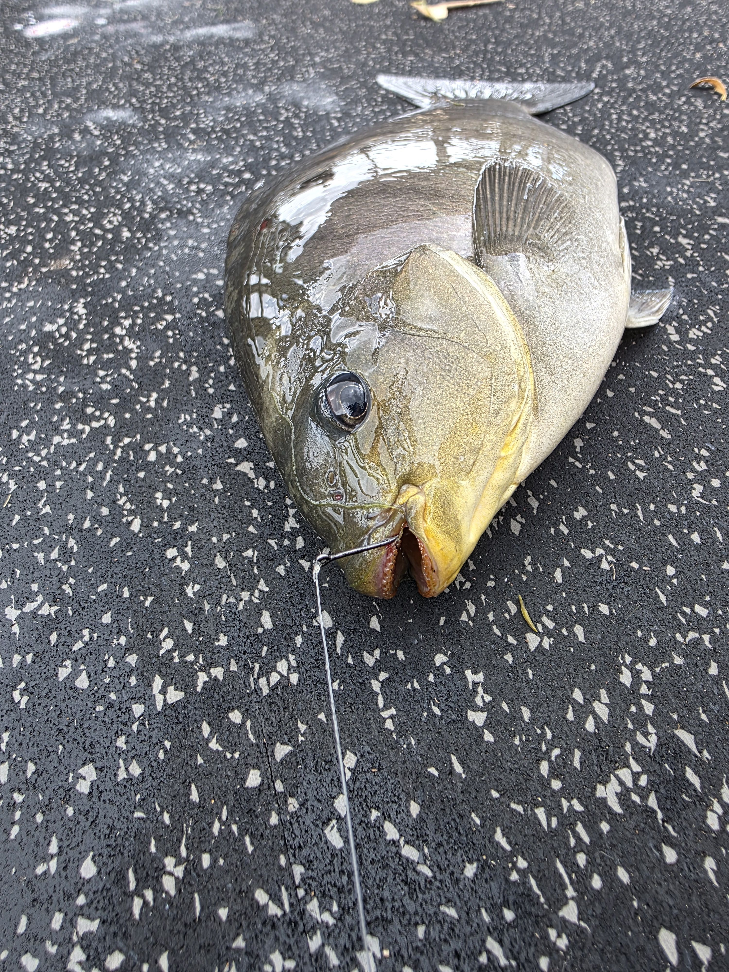 Harbour luderick. - Saltwater Fishing Reports - DECKEE Community