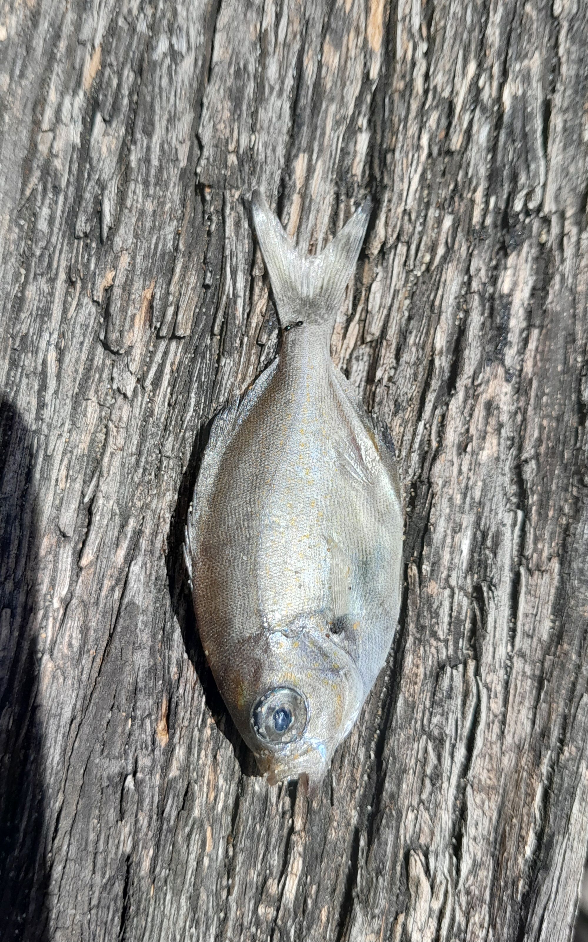 Unknown small fish (Juvenile Sprat/Sardine Juvenile Silver Sweep) - The ...