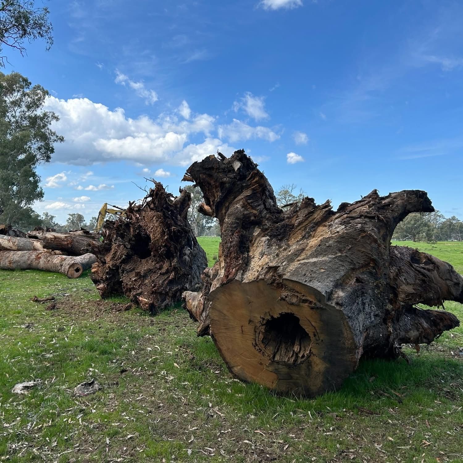 NSW FISHERIES - Trout Cod Action Plan - Fishing Chat - DECKEE Community