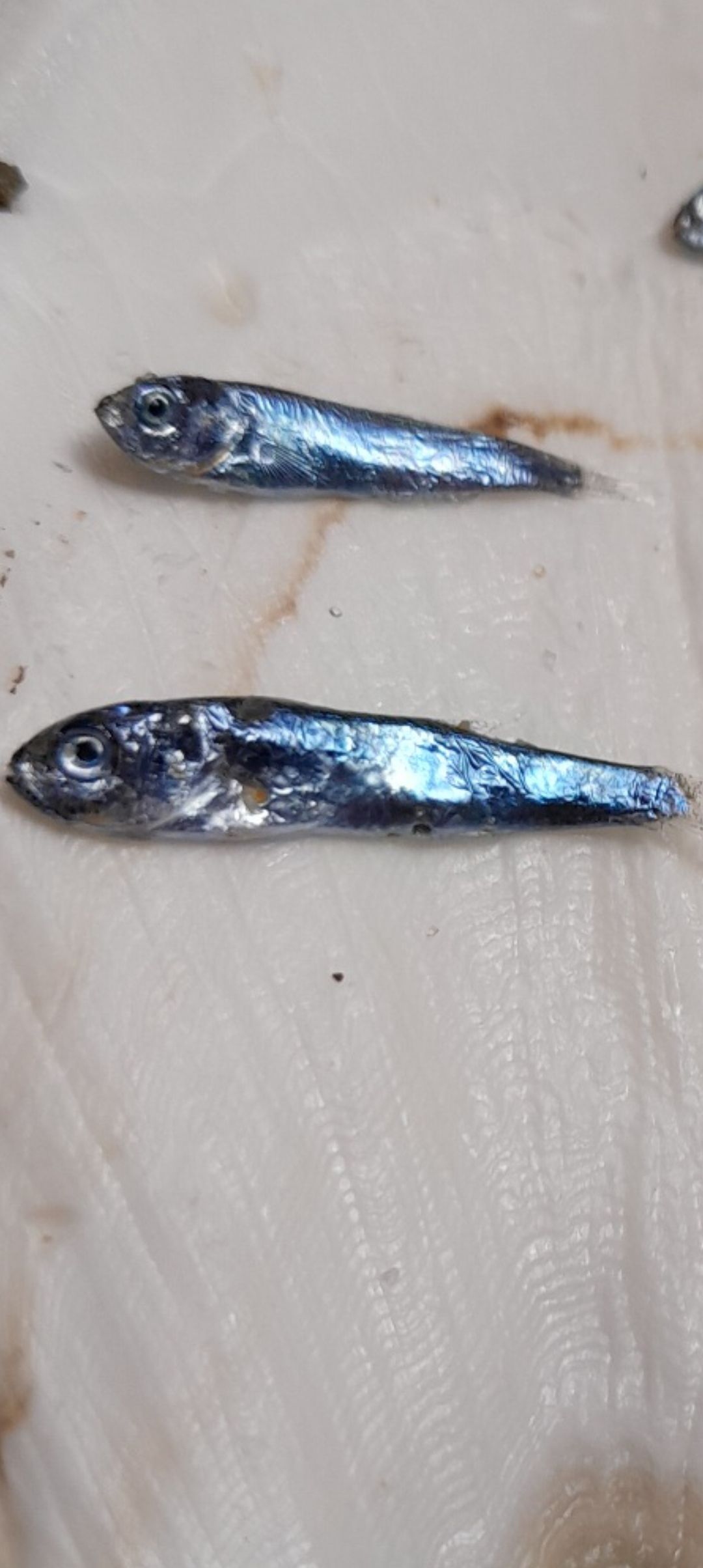 Unknown small fish (Juvenile Sprat/Sardine Juvenile Silver Sweep) - The ...
