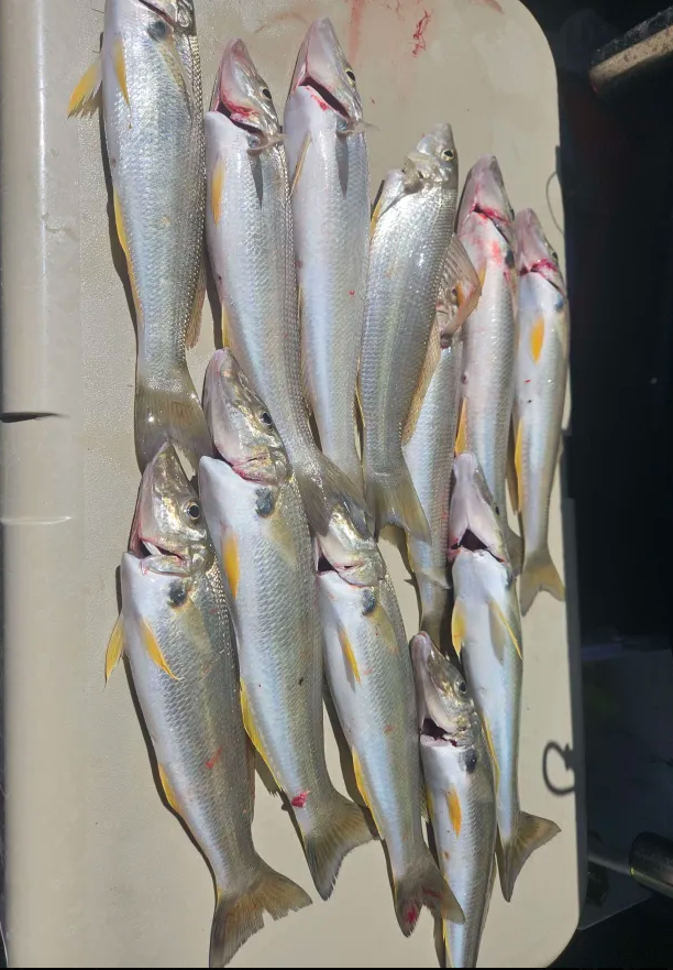 Port Hacking Whiting - Saltwater Fishing Reports - DECKEE Community