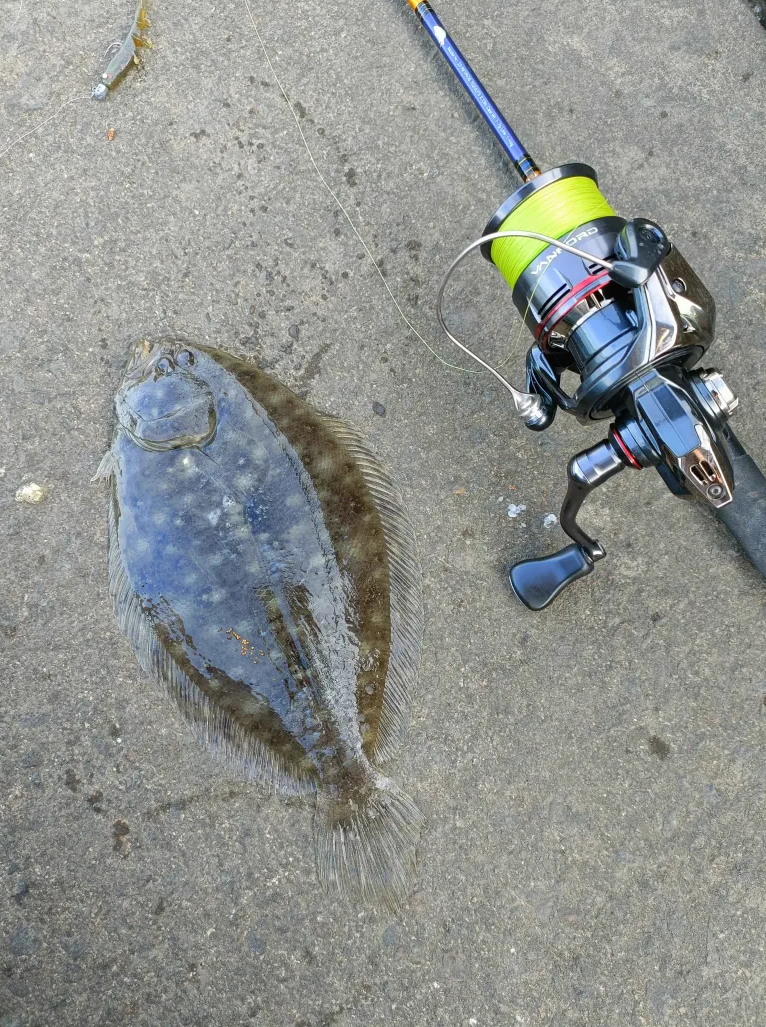 Quick session around Hawthorne canal - Saltwater Fishing Reports ...