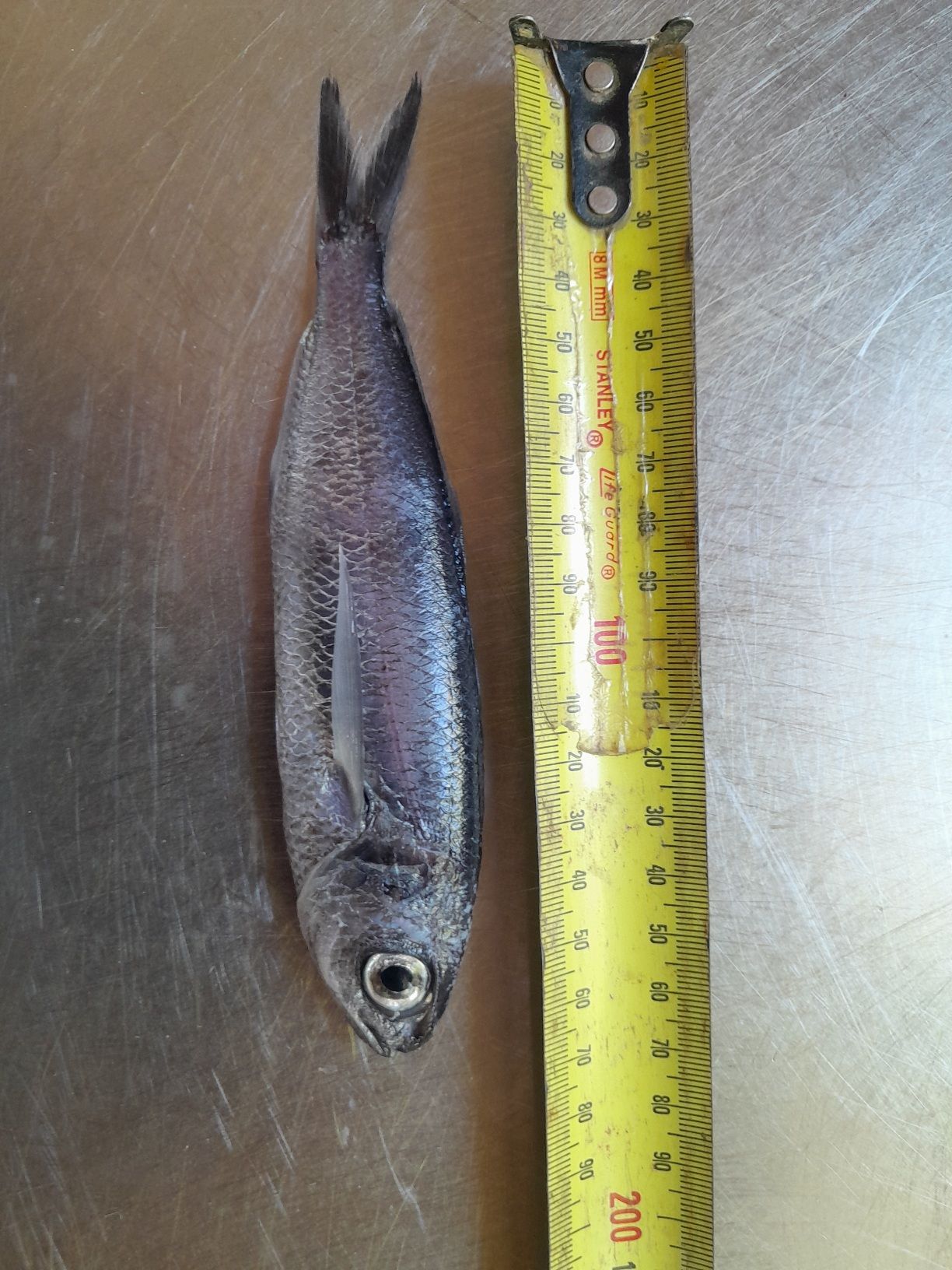Small fish found in rockpool (Blue Cubehead) - The Aquarium - DECKEE ...