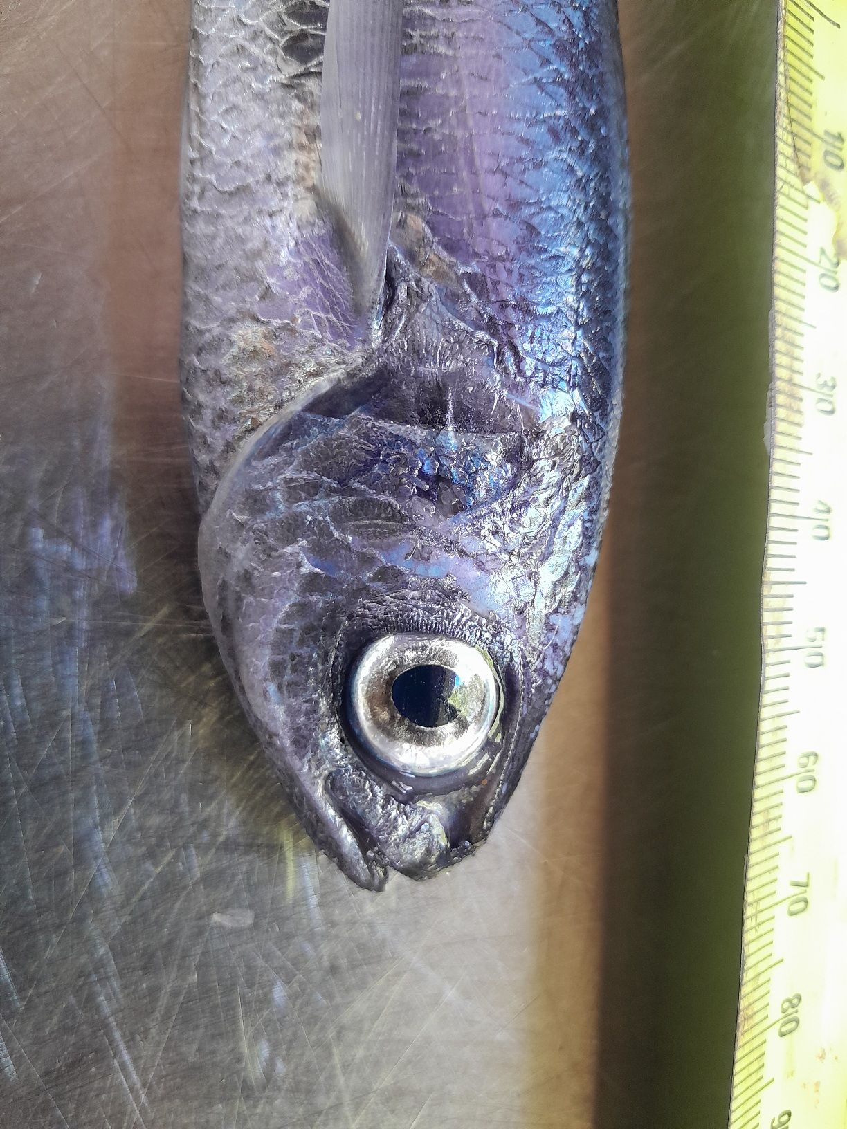 Small fish found in rockpool (Blue Cubehead) - The Aquarium - DECKEE ...