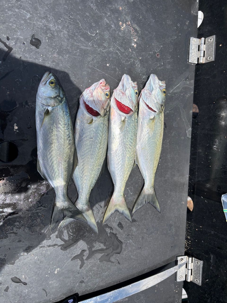 Tailor made day… - Saltwater Fishing Reports - DECKEE Community