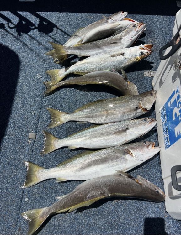 Teraglin in Plague numbers - Saltwater Fishing Reports - DECKEE Community