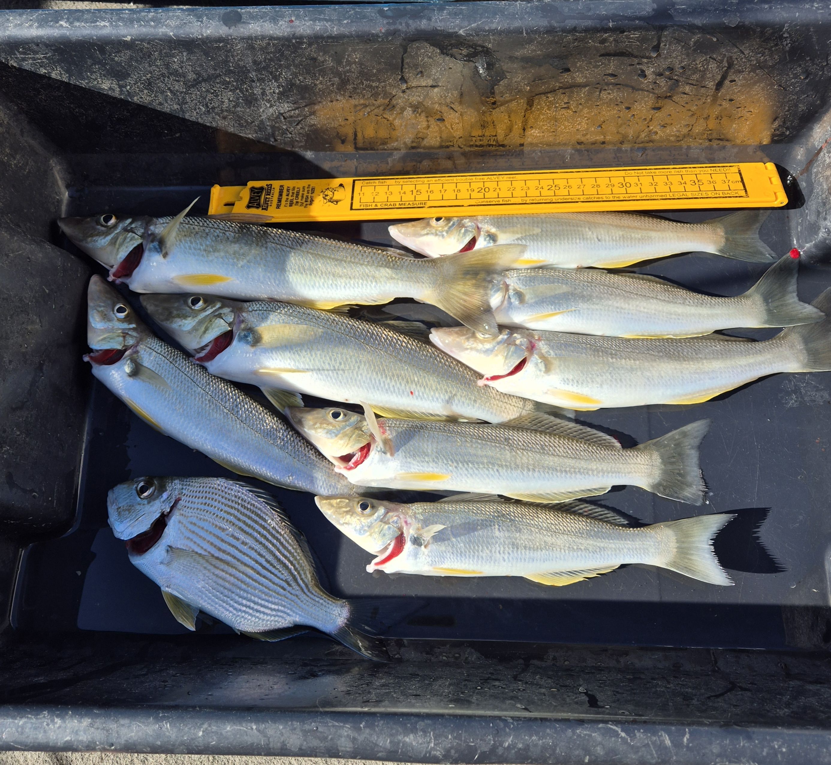 Port Hacking - Saltwater Fishing Reports - DECKEE Community