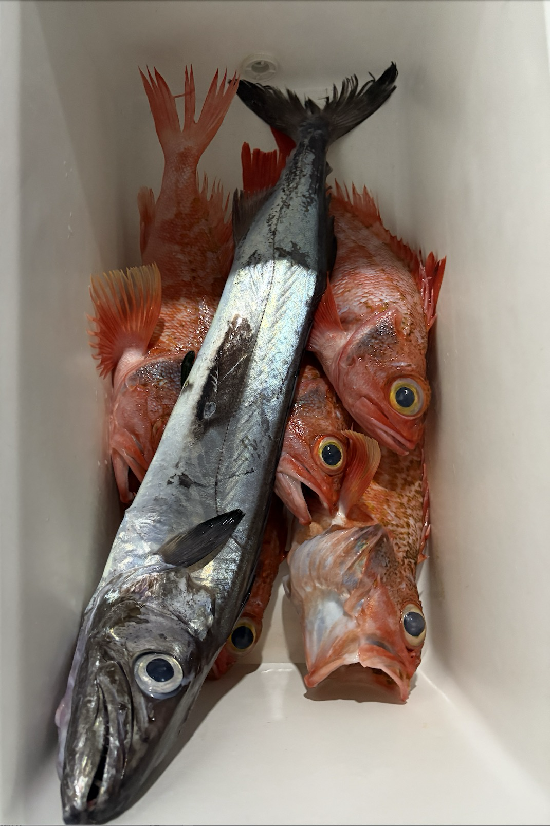 Survived the weather forecast but No Marlin ... deep drop rules again ...