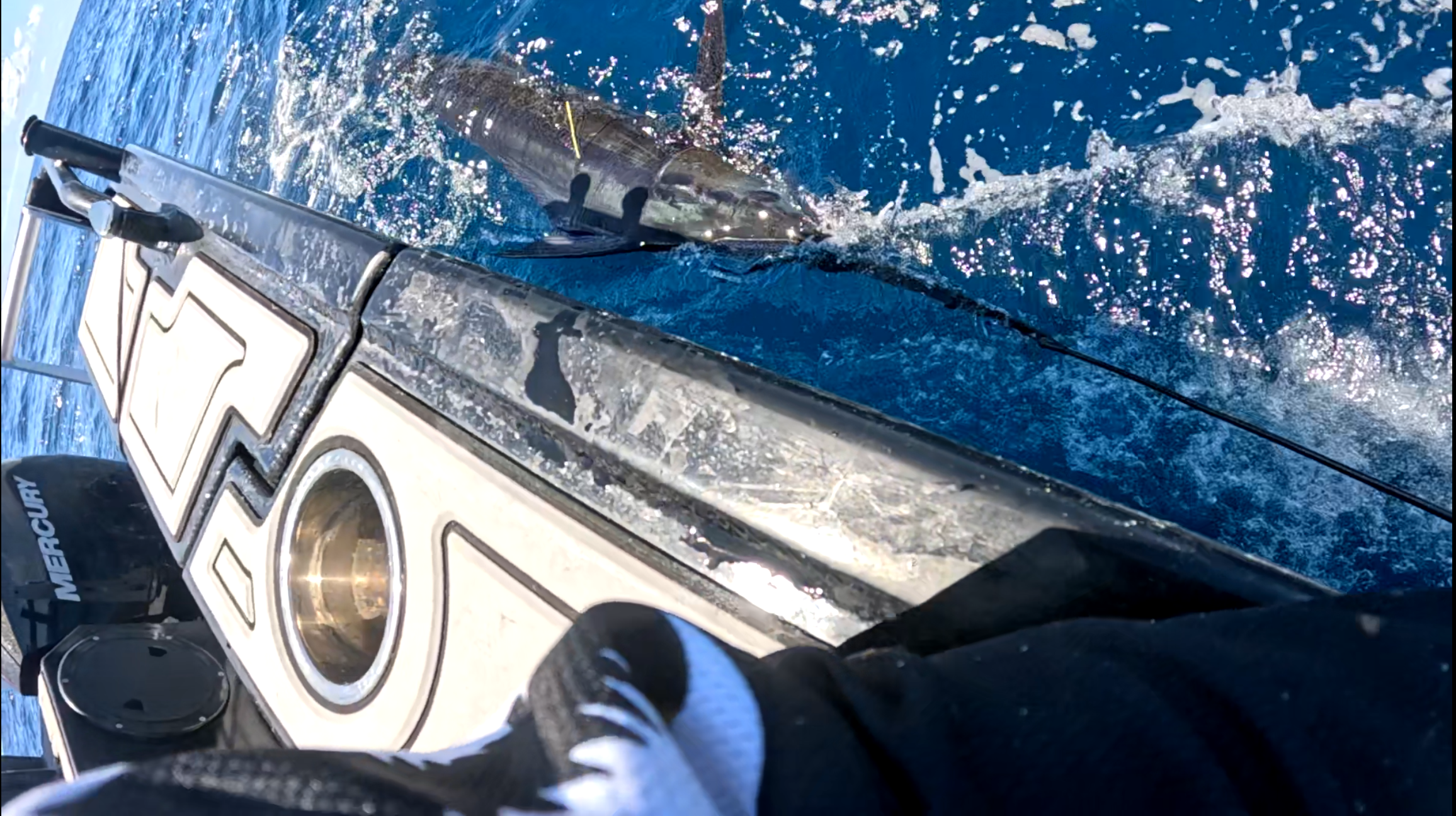 6/11/25 1-1-1 100kg Striped Marlin Tagged. 4th of the season ...