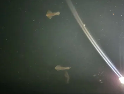 How to always catch squid from land - Articles - DECKEE Community