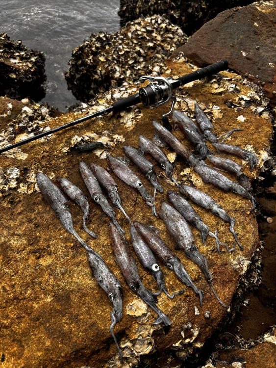 Bag o' squid - Saltwater Fishing Reports - DECKEE Community