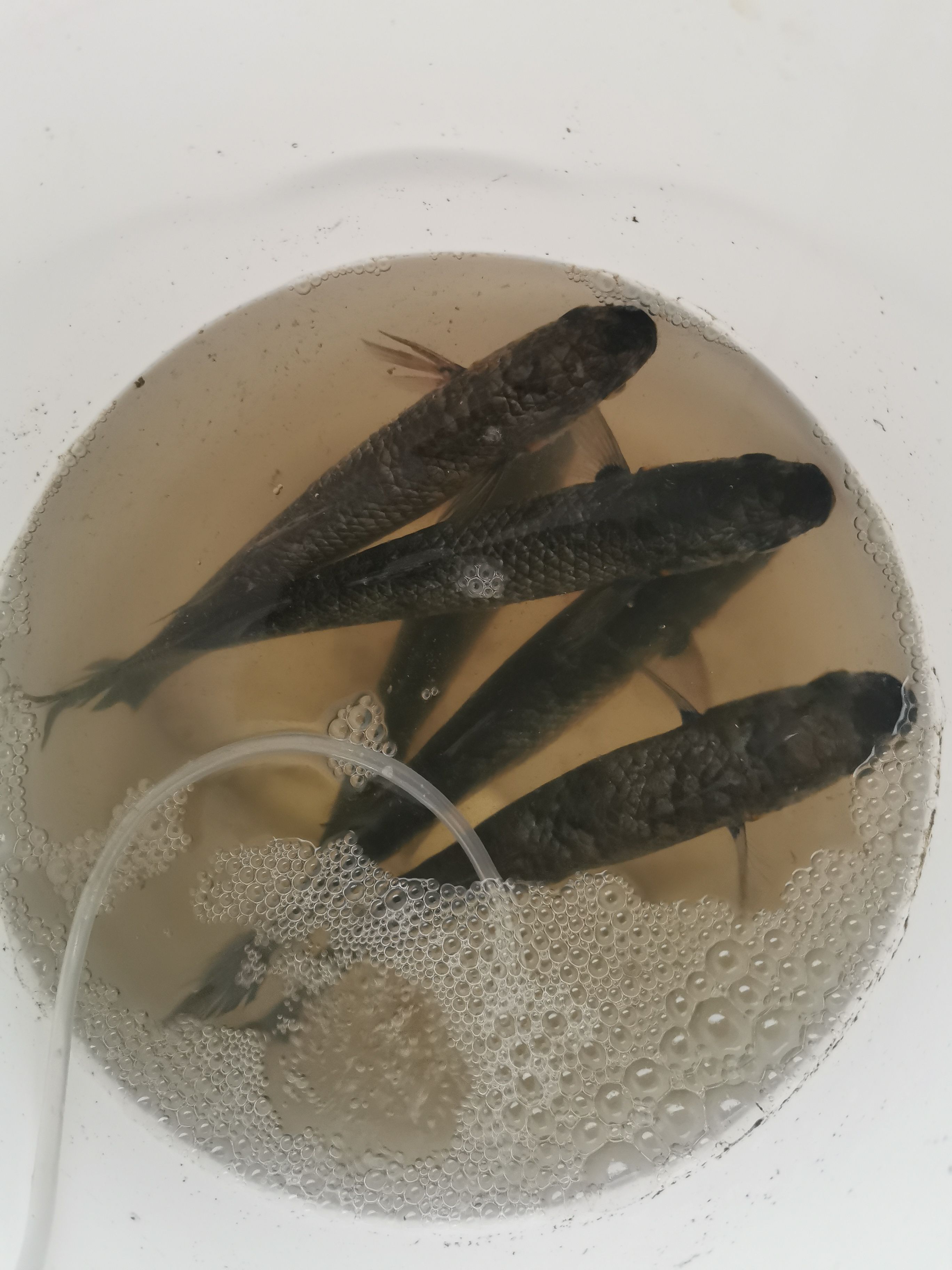 Sussex Inlet 13/12/25 - Saltwater Fishing Reports - DECKEE Community