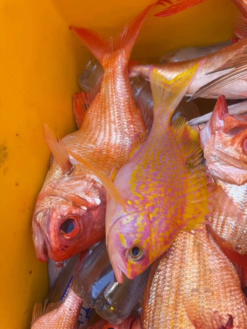 Nanny’s of Sydney - Saltwater Fishing Reports - DECKEE Community