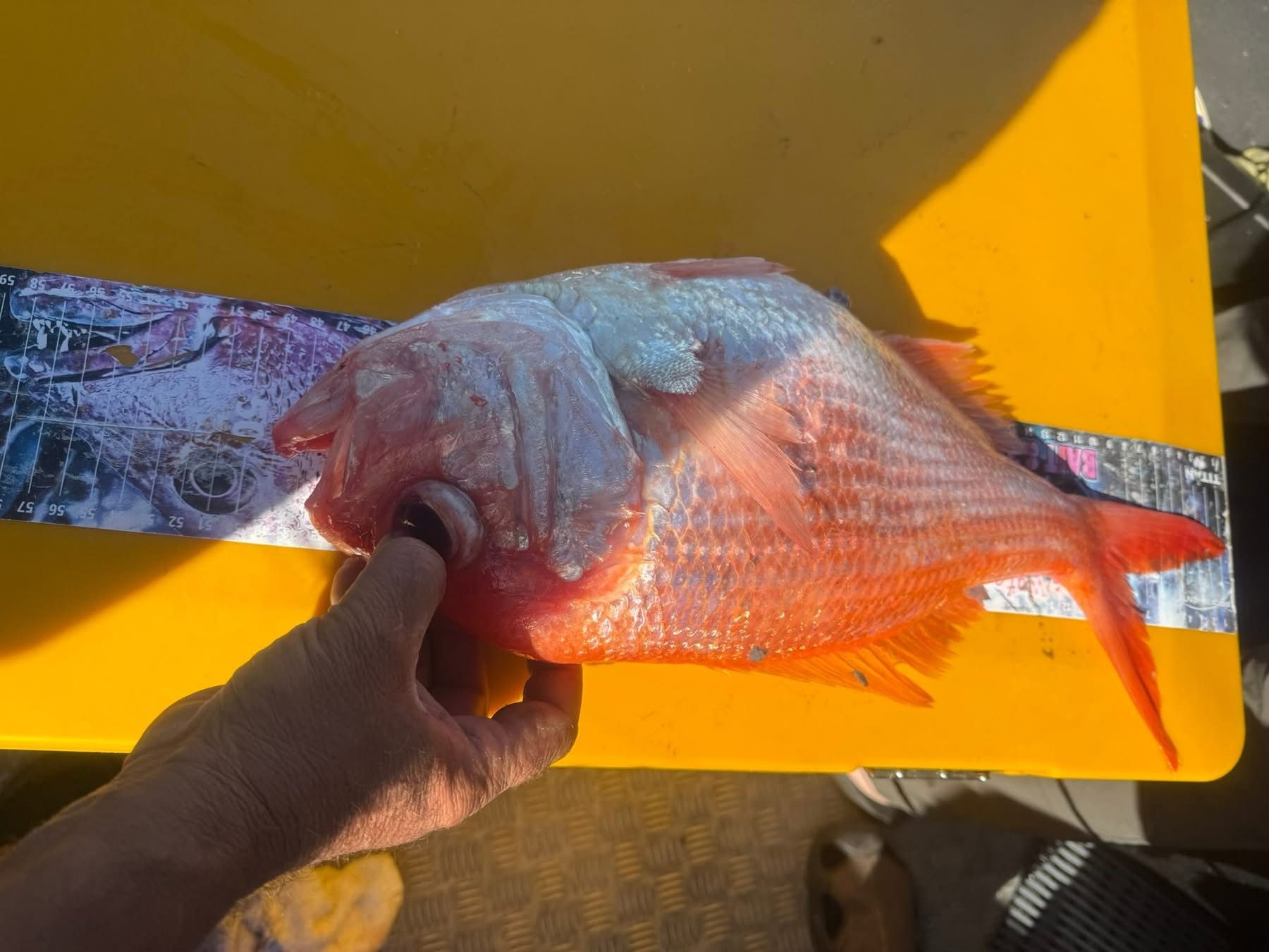 Nanny’s of Sydney - Saltwater Fishing Reports - DECKEE Community