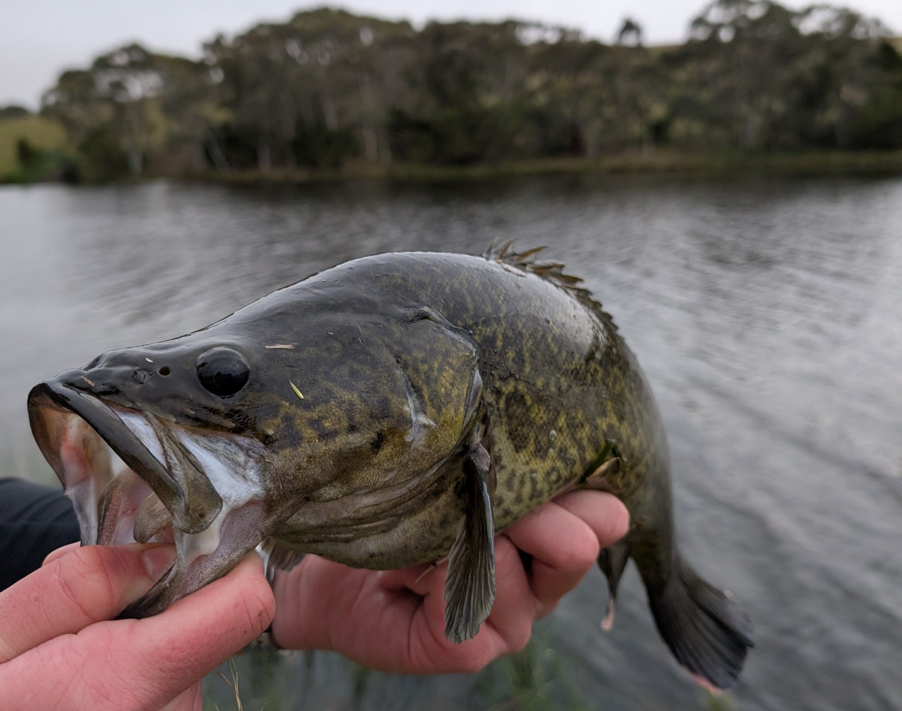 Spring fishing and first cod for the season - Freshwater Fishing ...