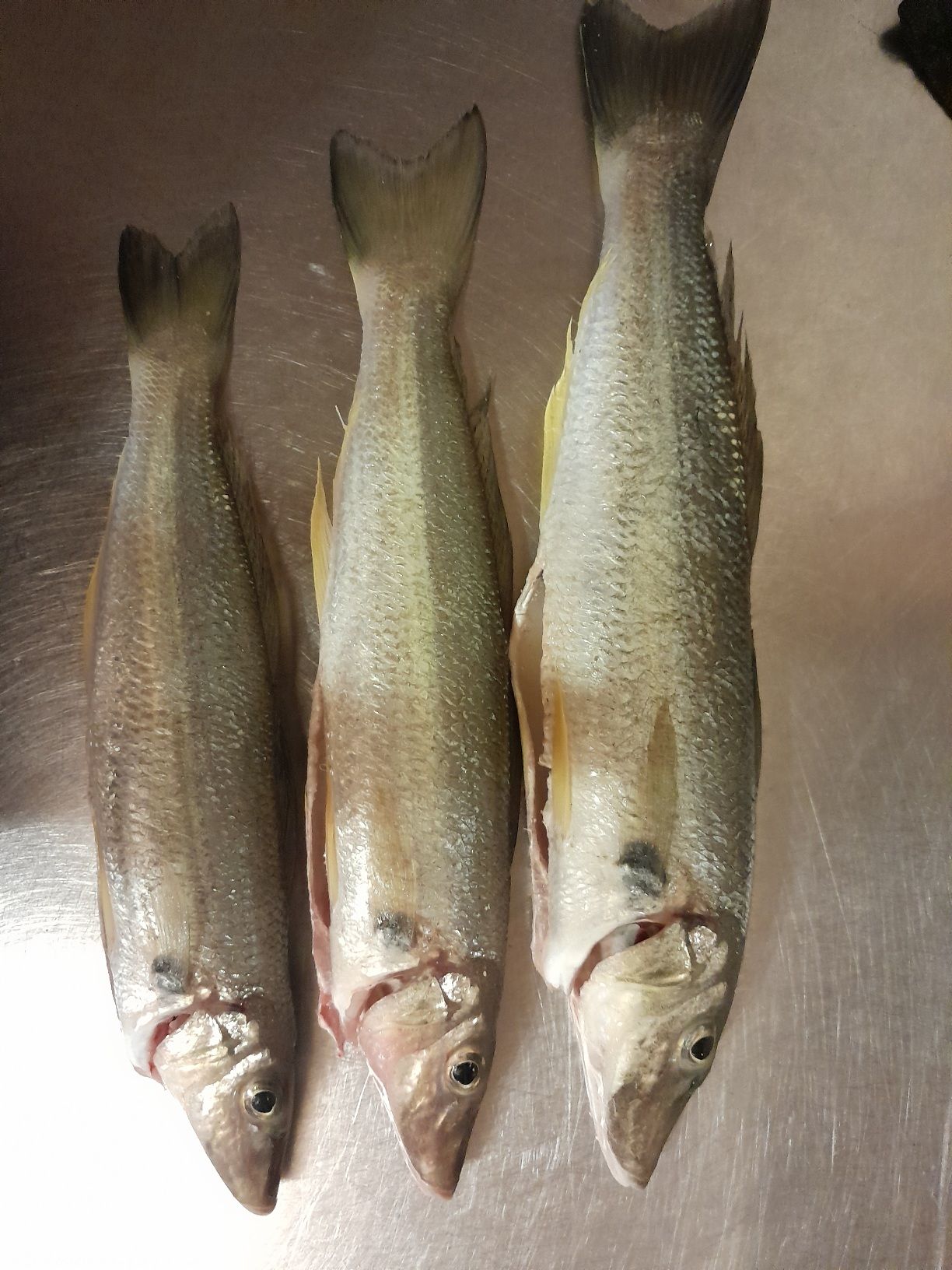 Surf fishing 9/1/25 - Saltwater Fishing Reports - DECKEE Community