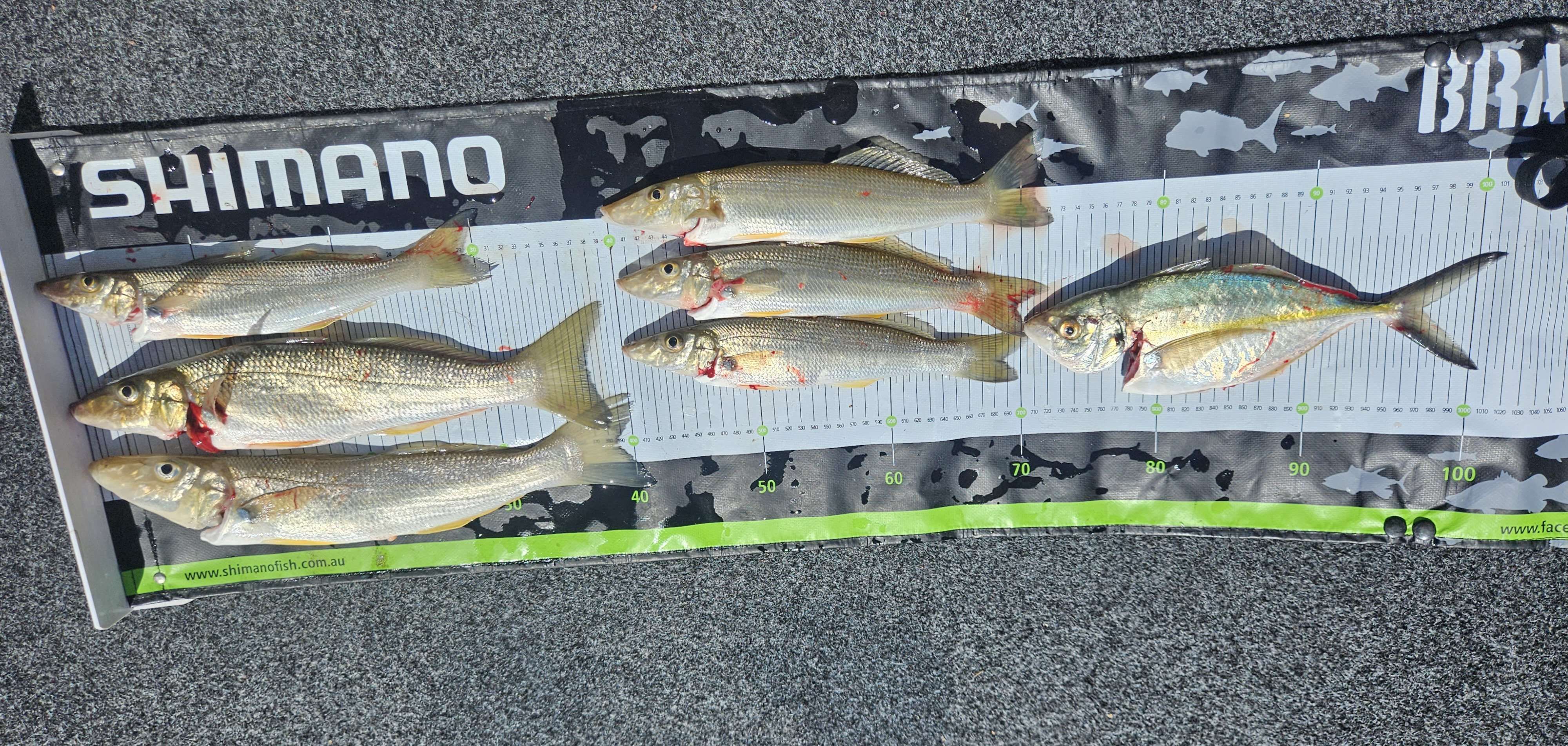 Port Hacking - Whiting, trevally & kings - Saltwater Fishing Reports ...