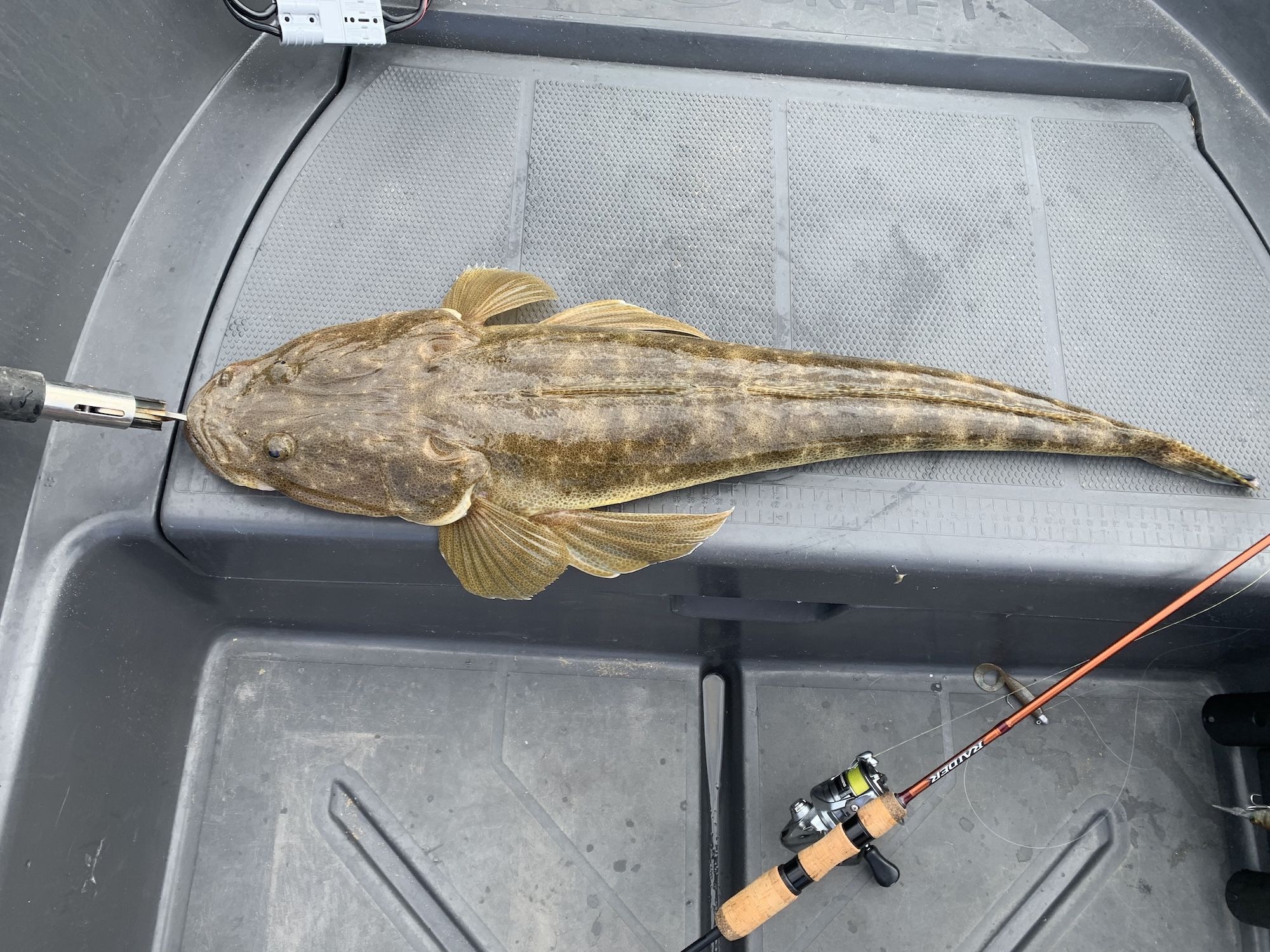 PB Flathead - Georges River - Saltwater Fishing Reports - DECKEE Community