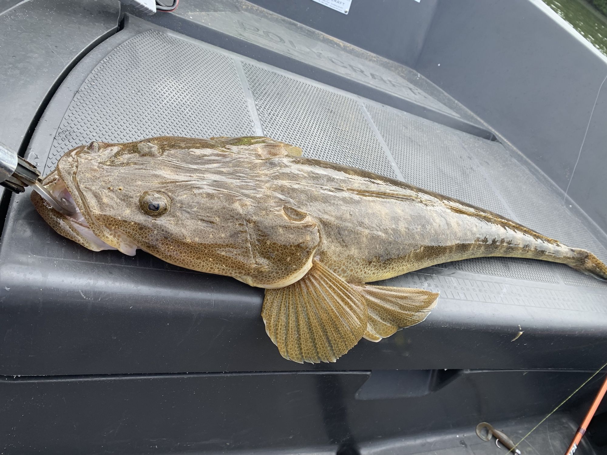 PB Flathead - Georges River - Saltwater Fishing Reports - DECKEE Community
