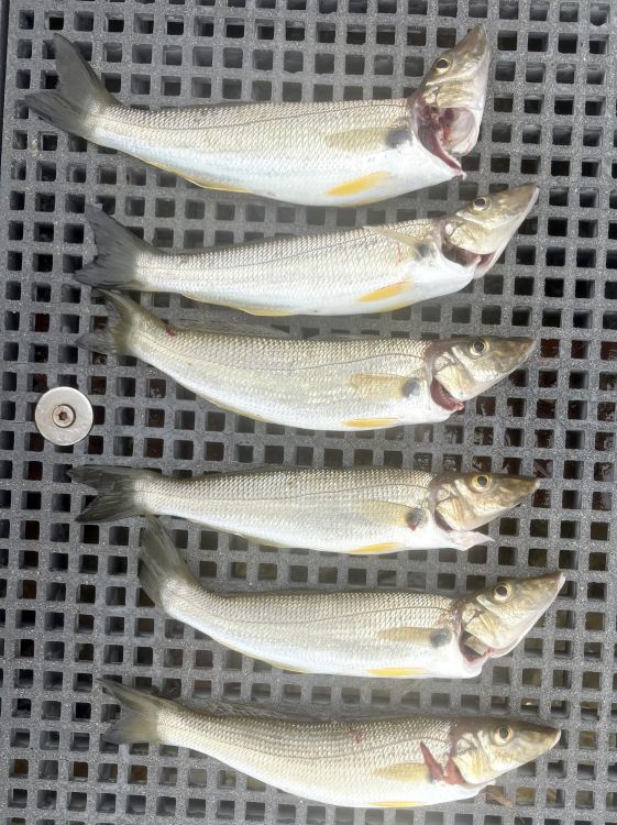 A few whiting and no sharks - Saltwater Fishing Reports - DECKEE Community
