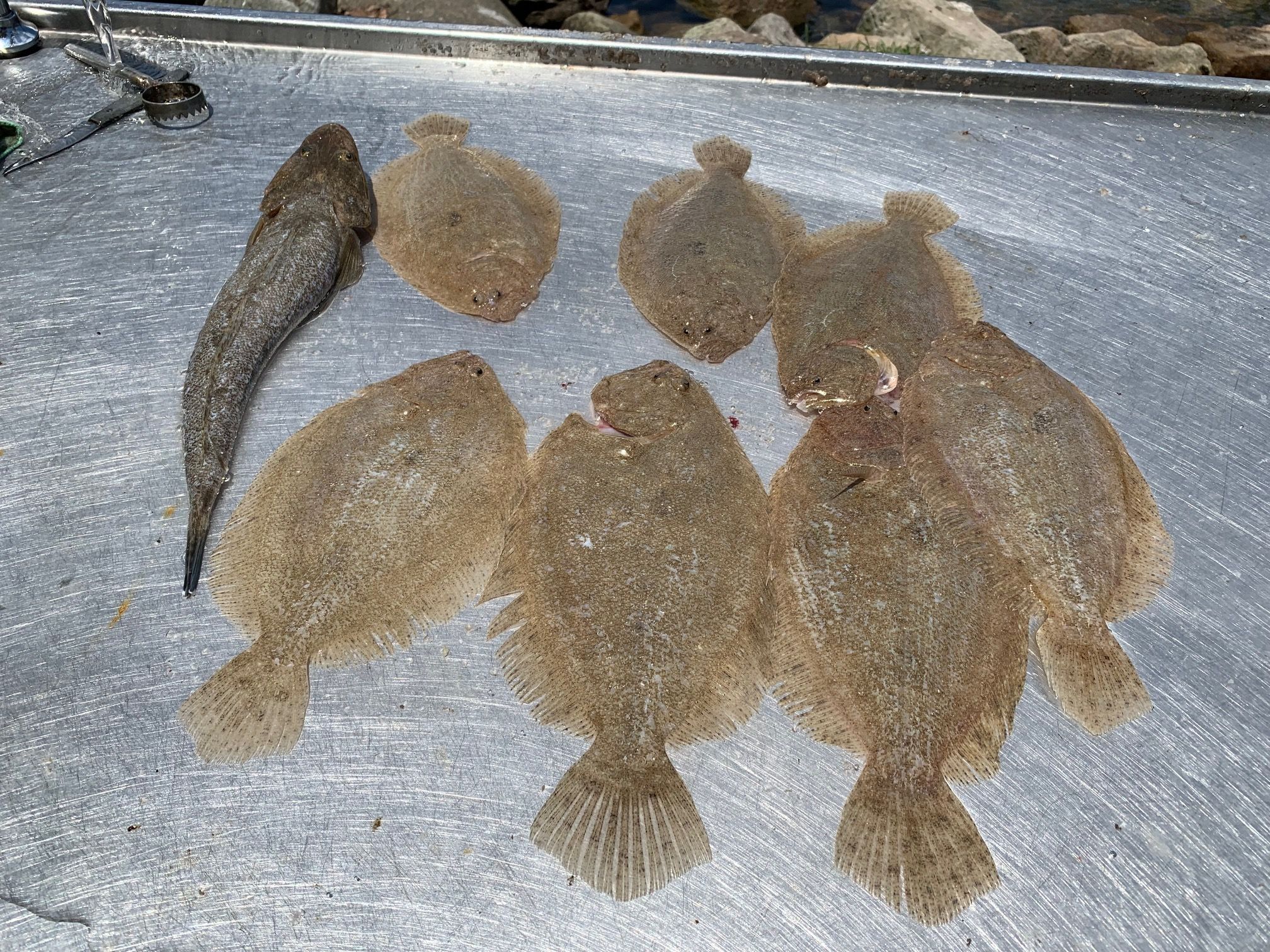 Floundering Again - Saltwater Fishing Reports - DECKEE Community