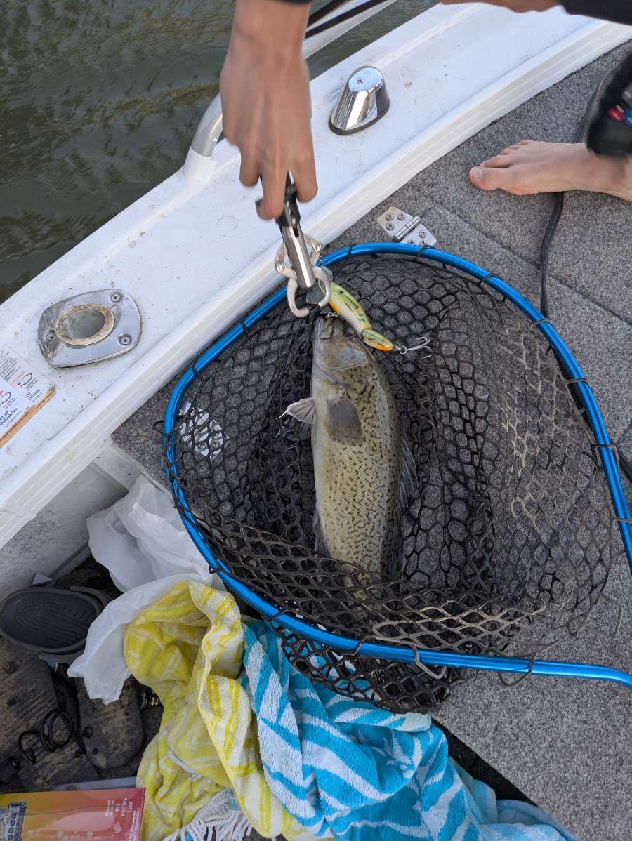 Christmas to New years Murray river fishing bender - Freshwater Fishing ...