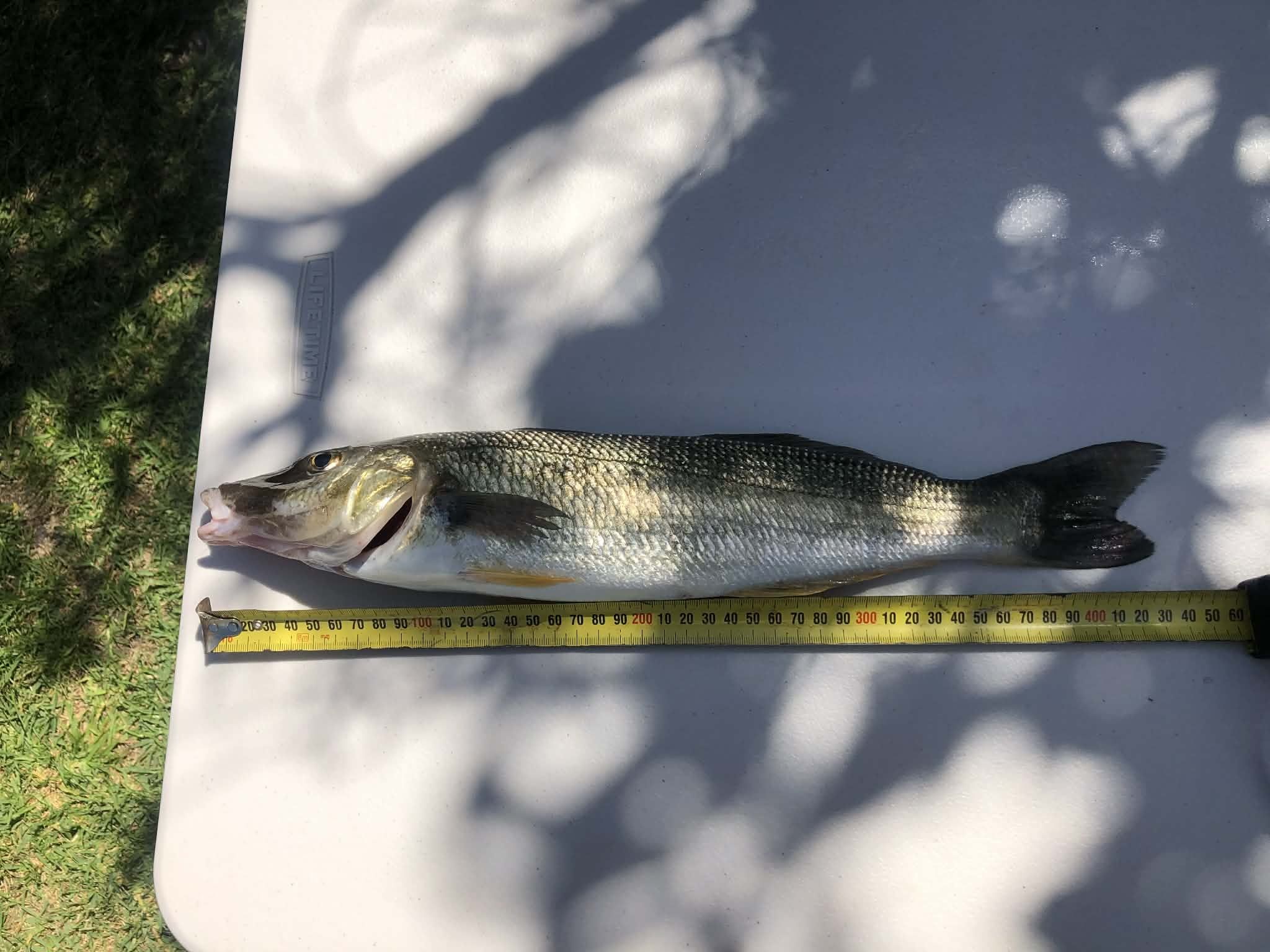 Burrill lake - Saltwater Fishing Reports - DECKEE Community