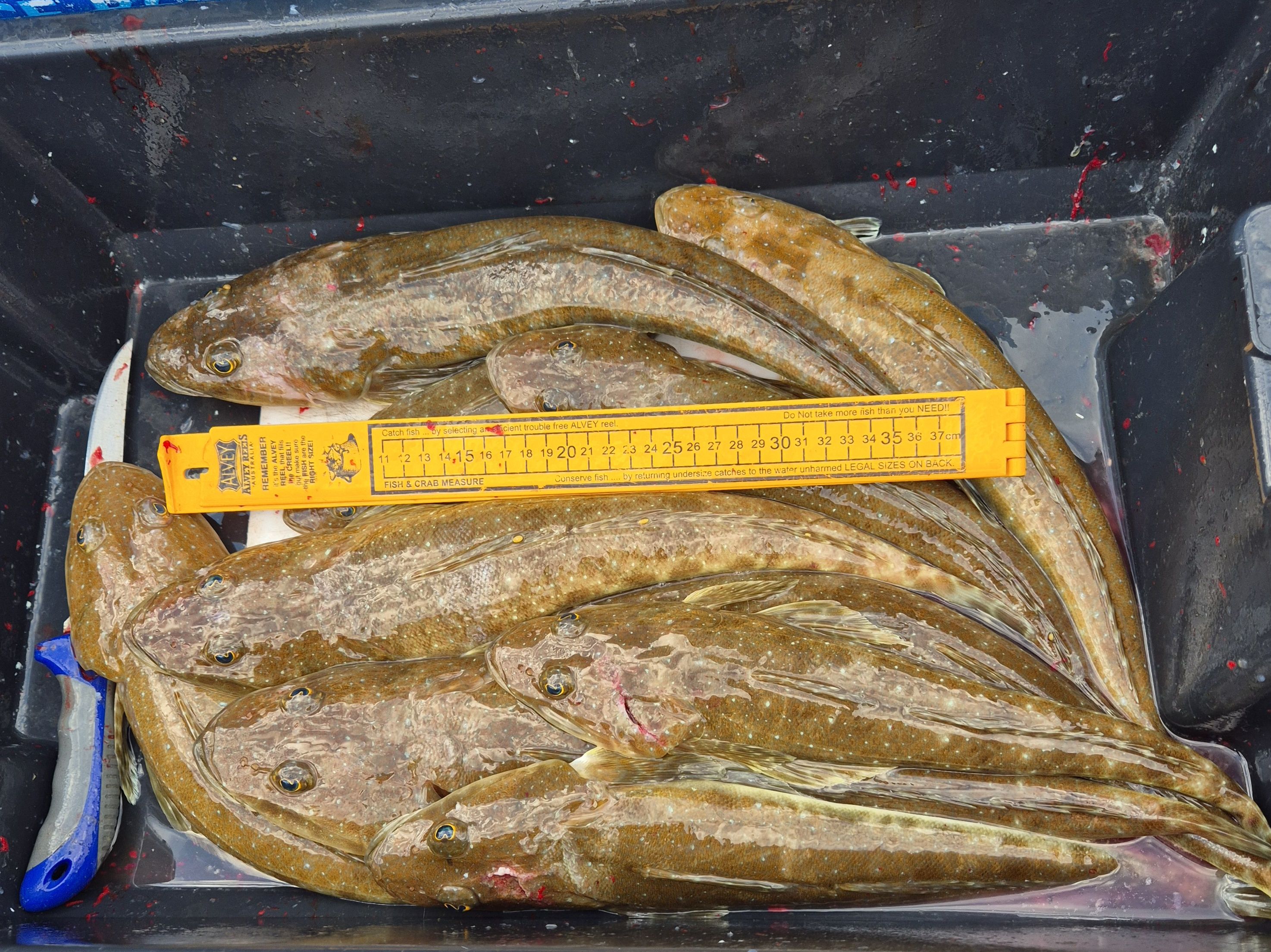 Bate Bay - Saltwater Fishing Reports - DECKEE Community