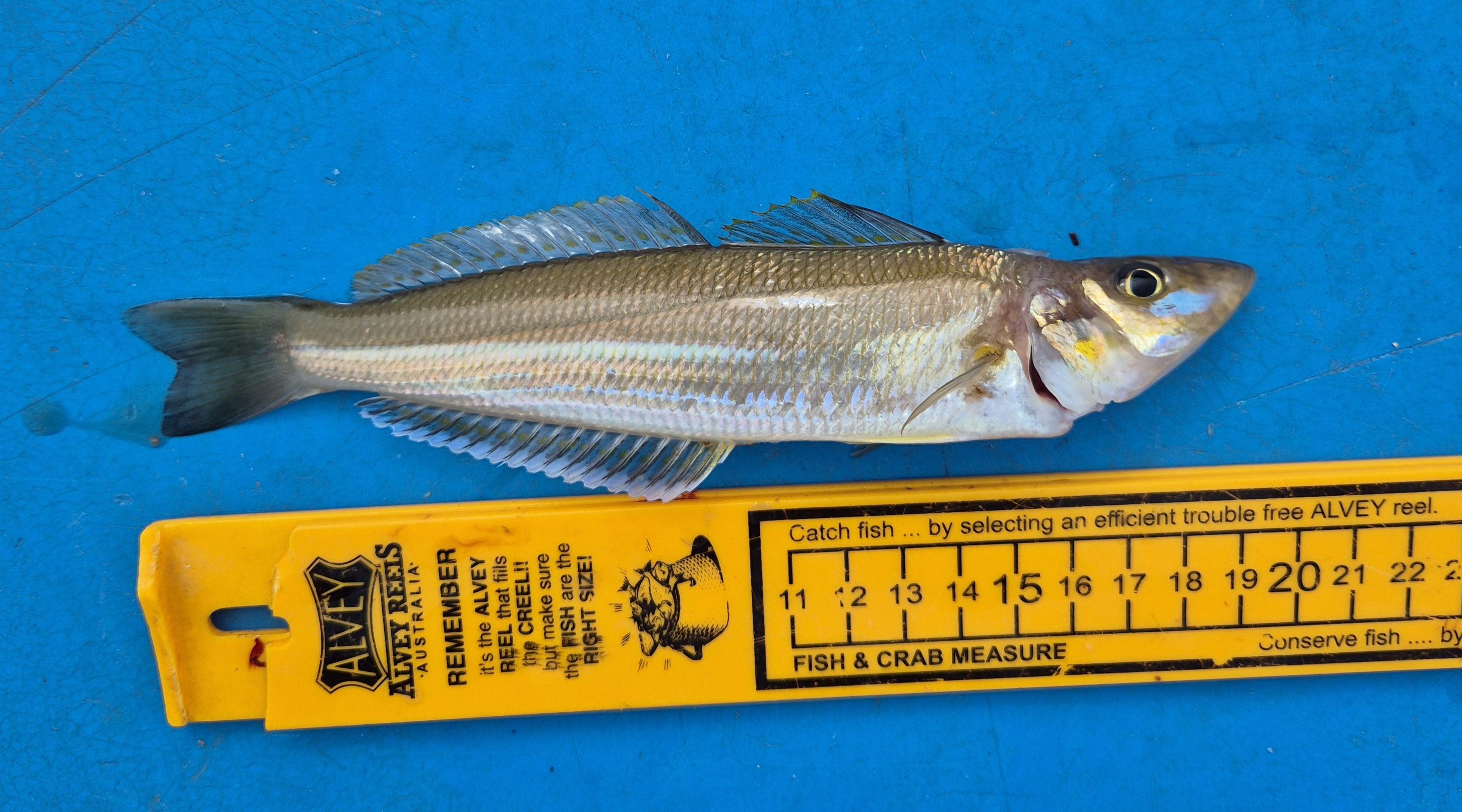 A whiting species (Stout Whiting) - The Aquarium - DECKEE Community