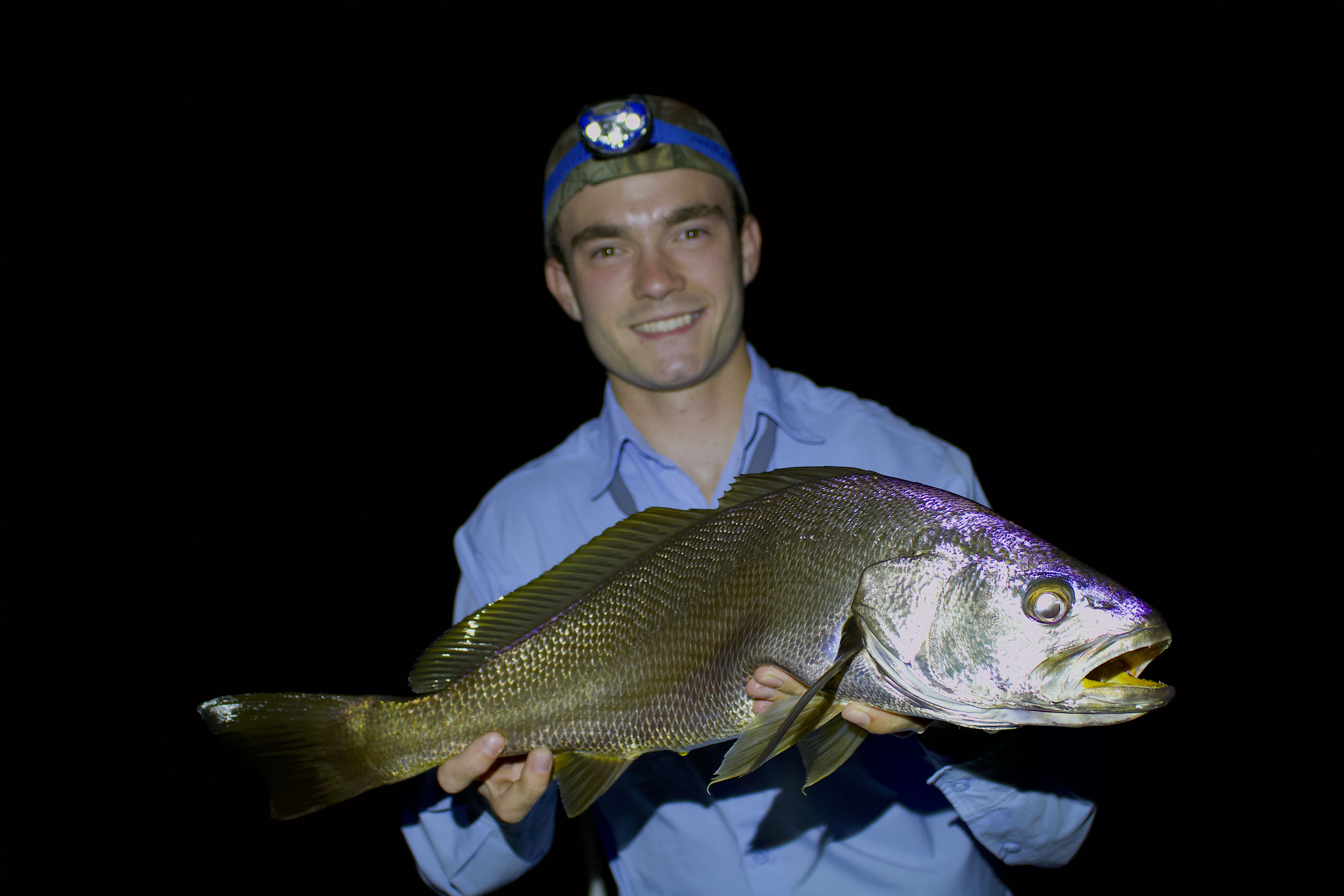 Hawkesbury River Jewfish Eating Prawns on Light Gear. - Saltwater ...