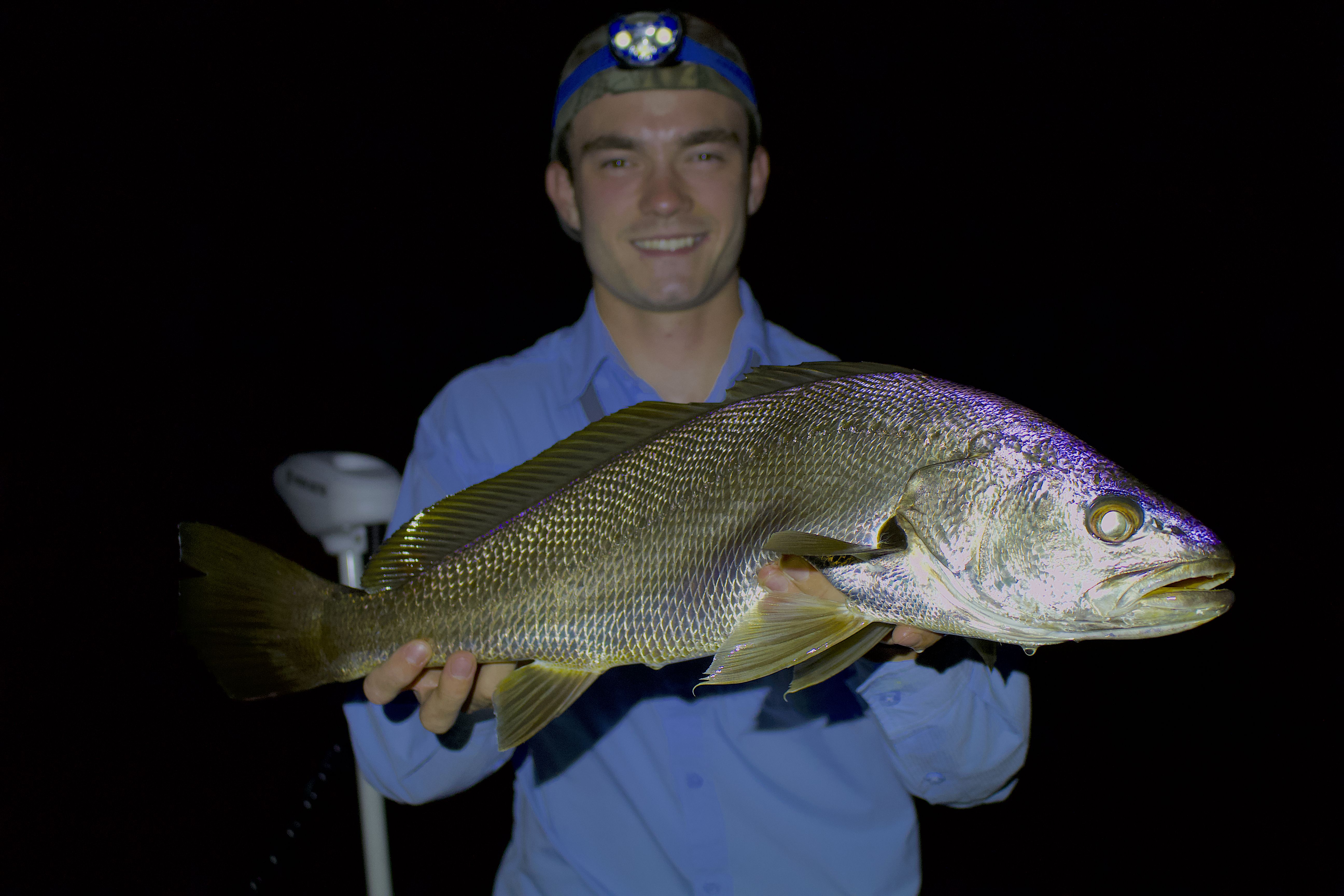 Hawkesbury River Jewfish Eating Prawns on Light Gear. - Saltwater ...