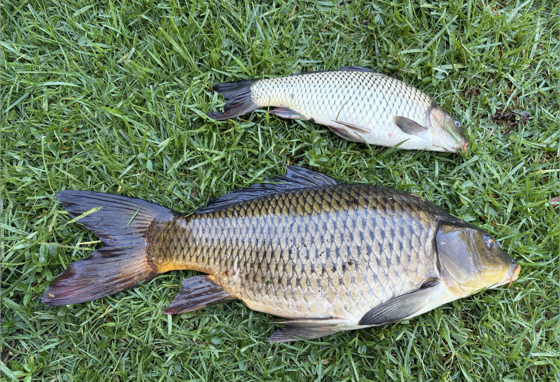 Parramatta Carp - and my first Freshwater report !!!! - Freshwater ...
