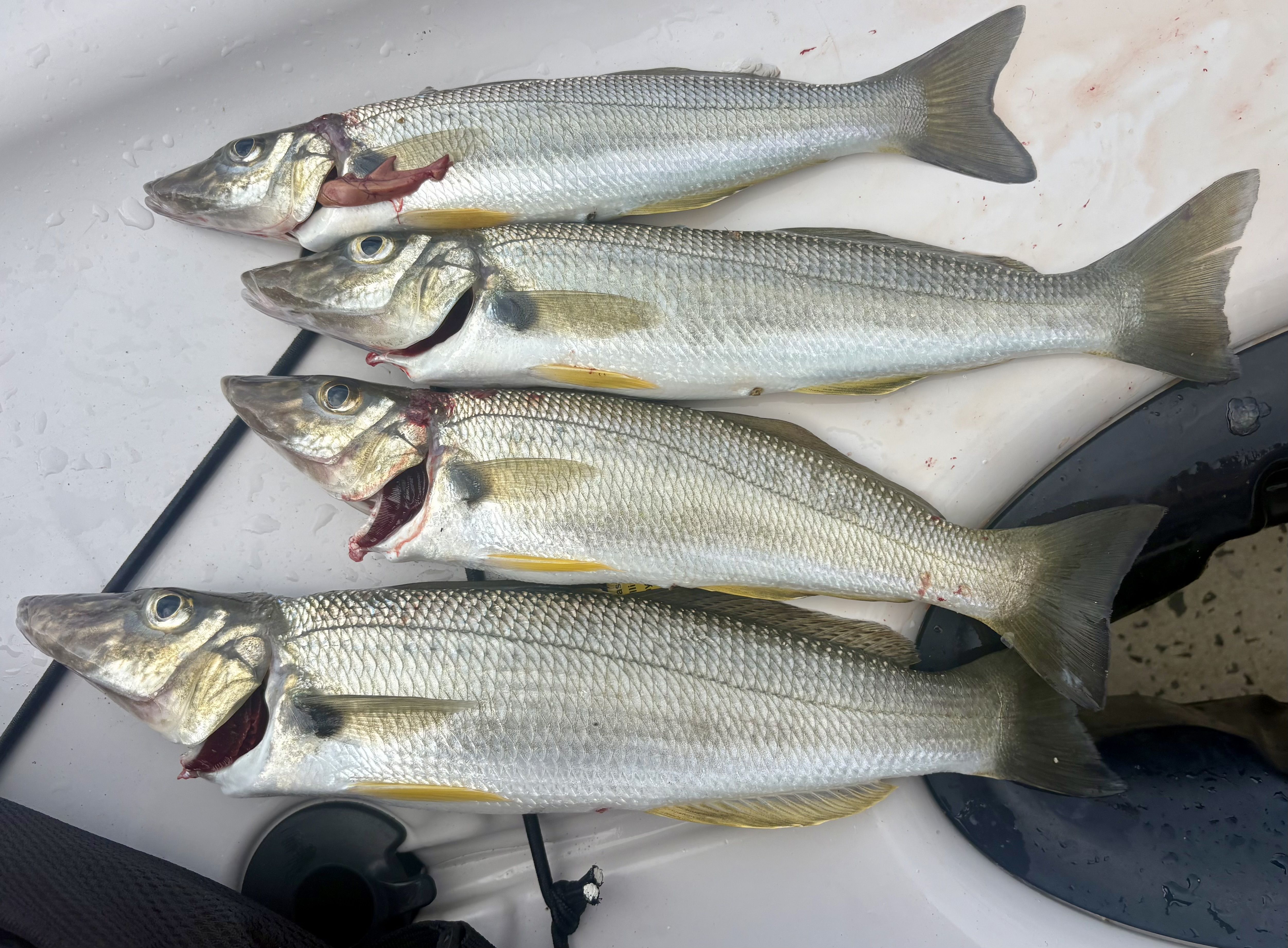 Quick Arvo Hacking Outing - Saltwater Fishing Reports - DECKEE Community