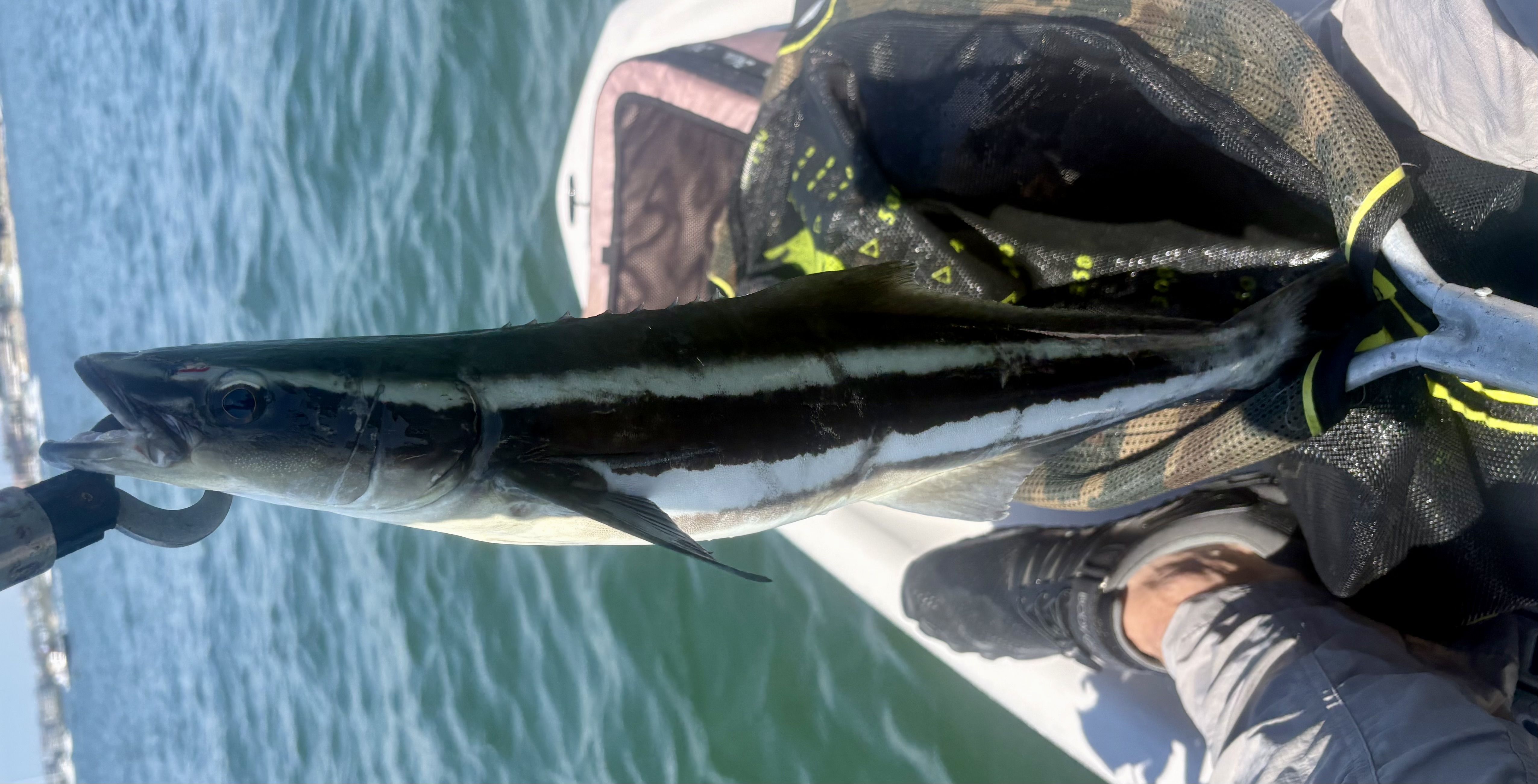 2 types of kings - Saltwater Fishing Reports - DECKEE Community