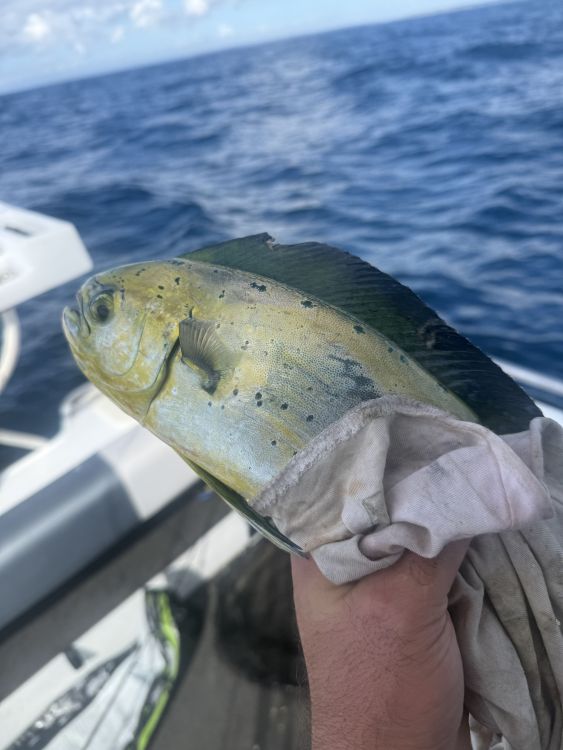 Planning trip to the fads - Saltwater Fishing Chat - DECKEE Community