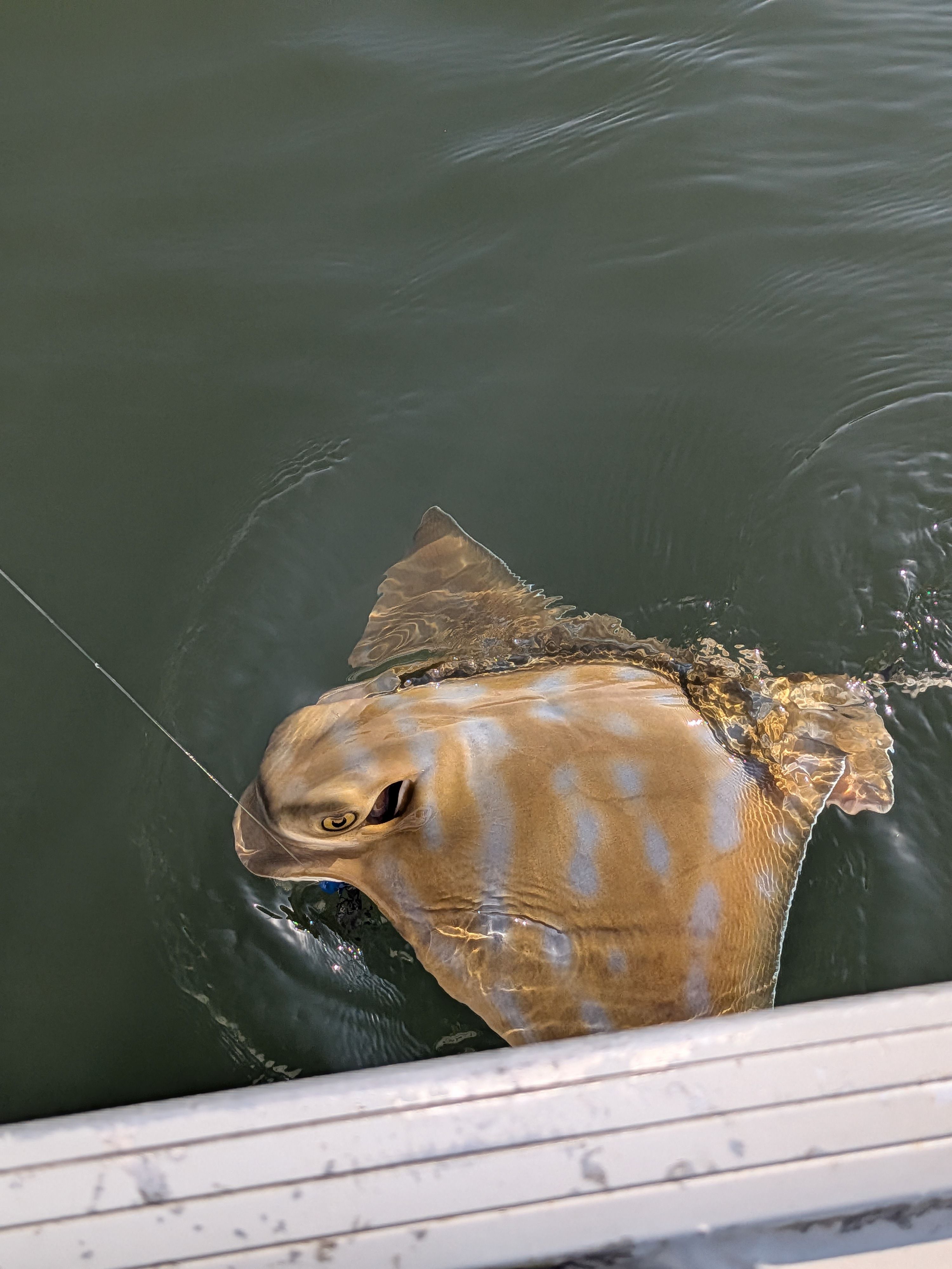 What ray is this? (Southern Eagle Ray) - The Aquarium - DECKEE Community