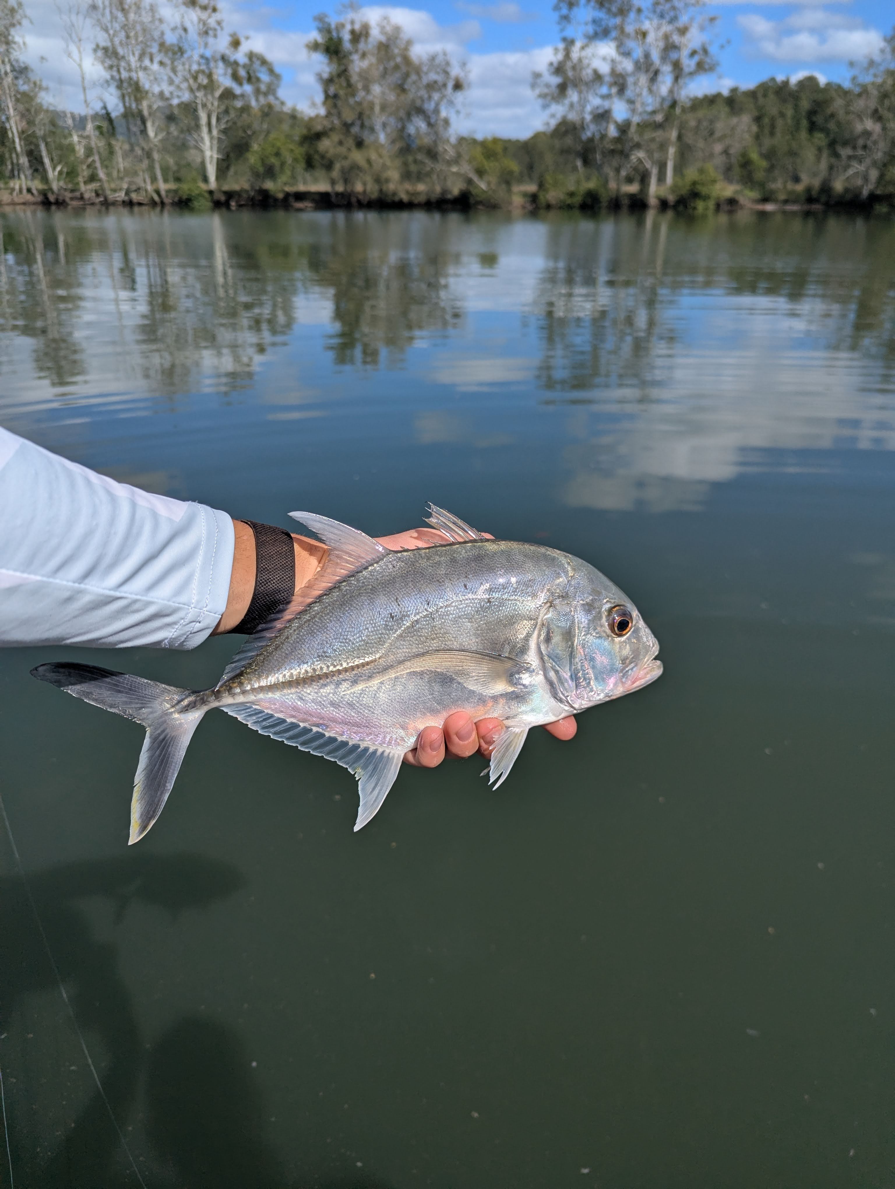 A Mid-North Coast Mangrove Jack Trip With Some Welcome Bi-Catch ...