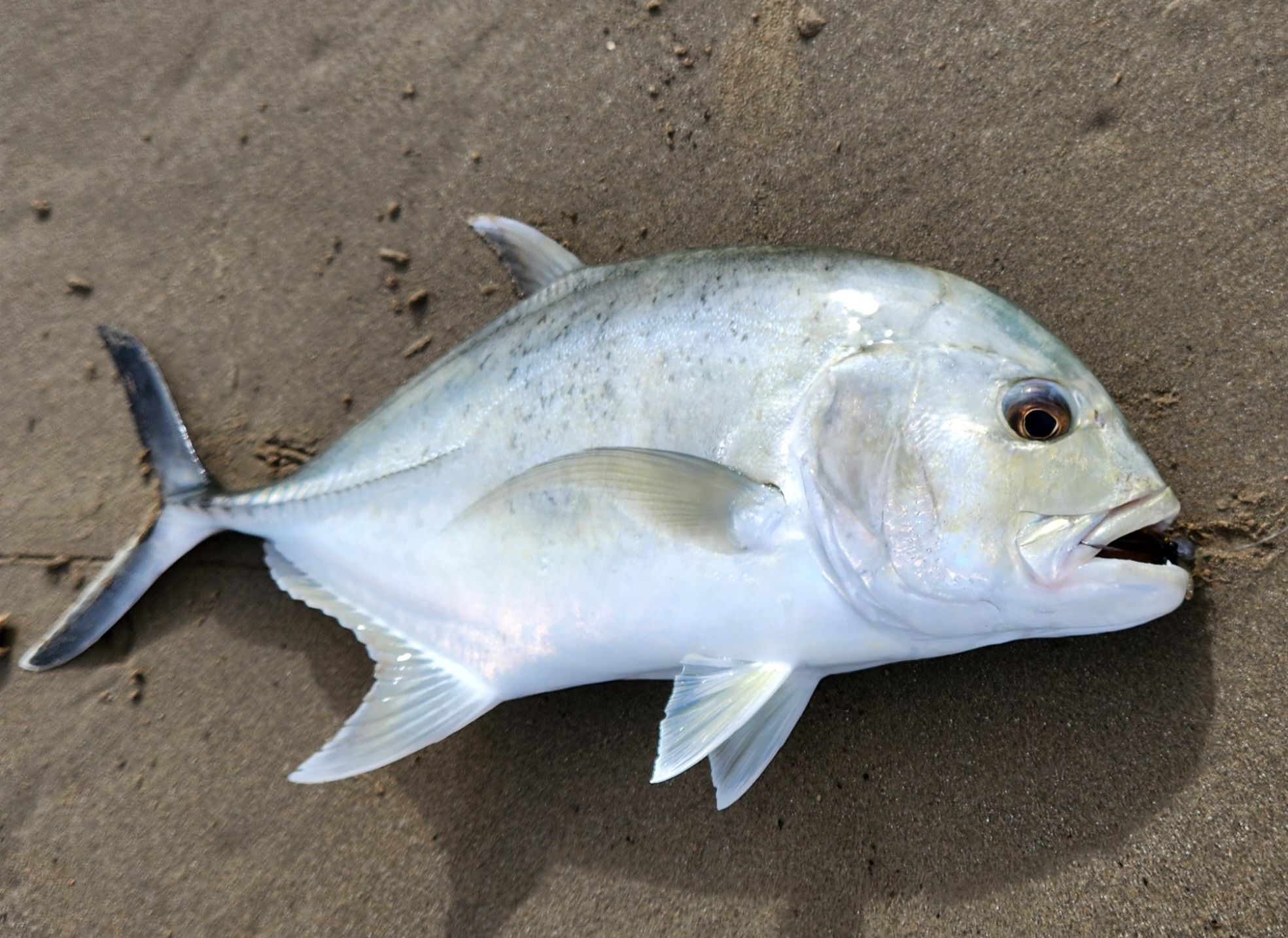 Tweed trevor - Saltwater Fishing Reports - DECKEE Community