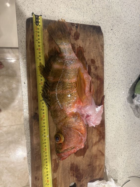 Perch (Eyebrow) - Bait Fishing Records - DECKEE Community