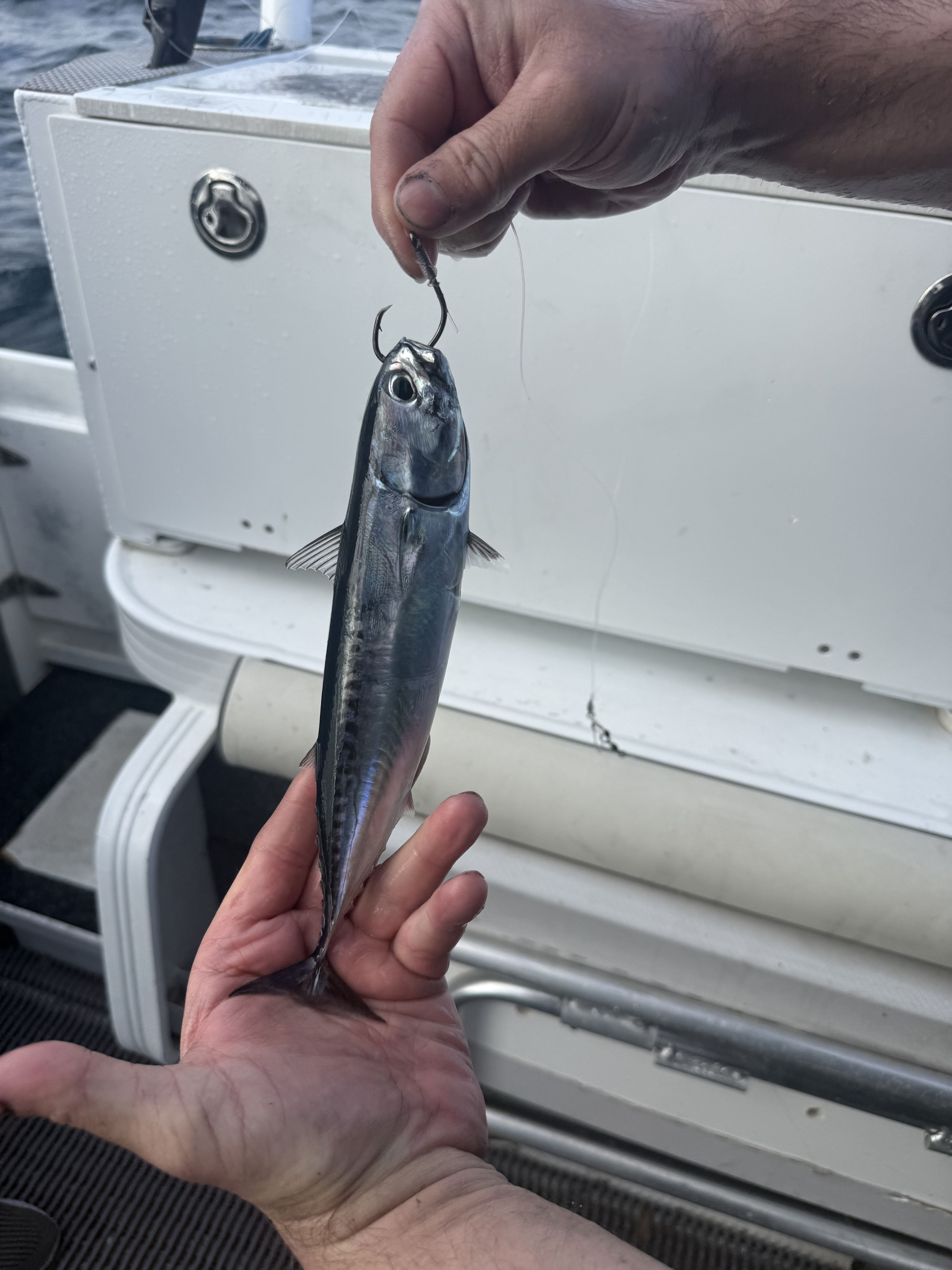 Small tuna / mackerel species - The Aquarium - DECKEE Community
