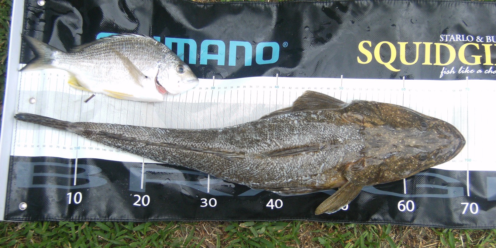 Brisbane Waters, 2.5kg Flattie - Fishing Reports - DECKEE Community