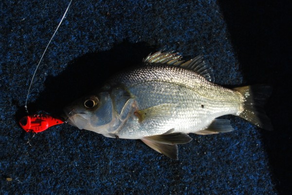 Shocker! - Saltwater Fishing Reports - DECKEE Community