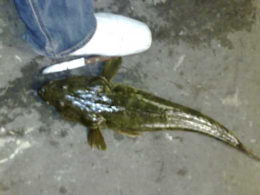 Parra River Back To Life - Fishing Reports - DECKEE Community