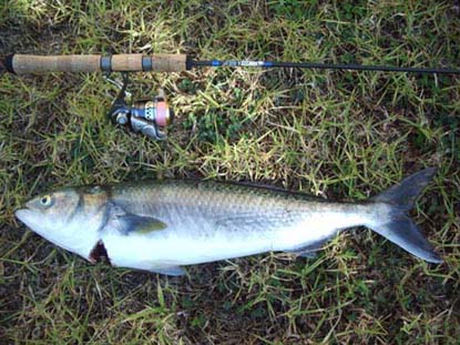 Land Based At Bobbin Head - Fishing Reports - DECKEE Community
