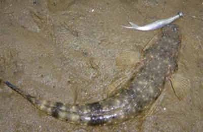 Fig Tree Bridge - Saltwater Fishing Reports - DECKEE Community