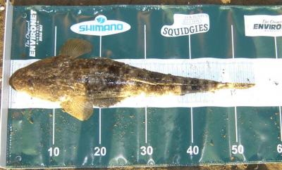 Fig Tree Bridge - Saltwater Fishing Reports - DECKEE Community